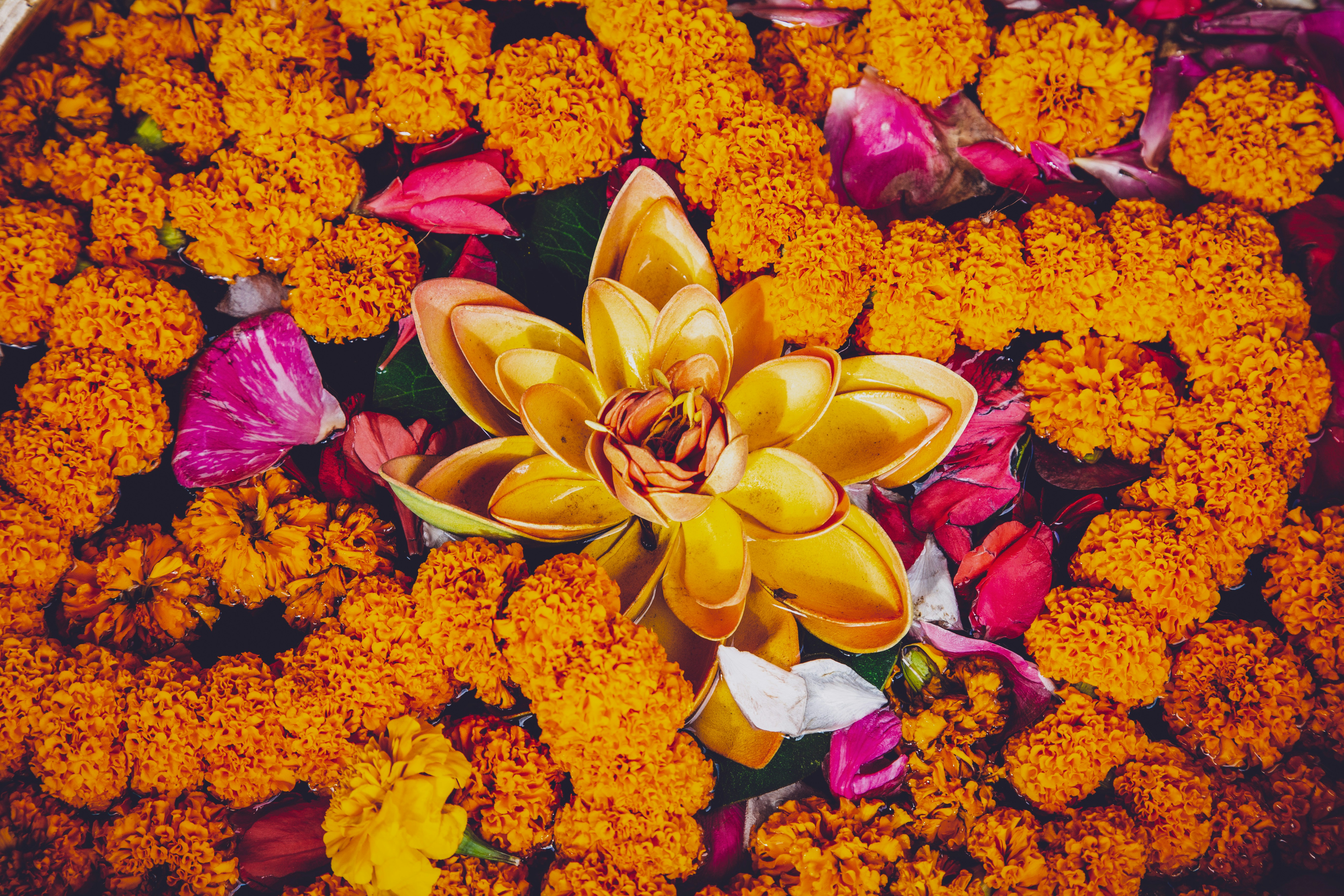 Golden Rosette Encircled by a Ribbon of Orange Marigolds