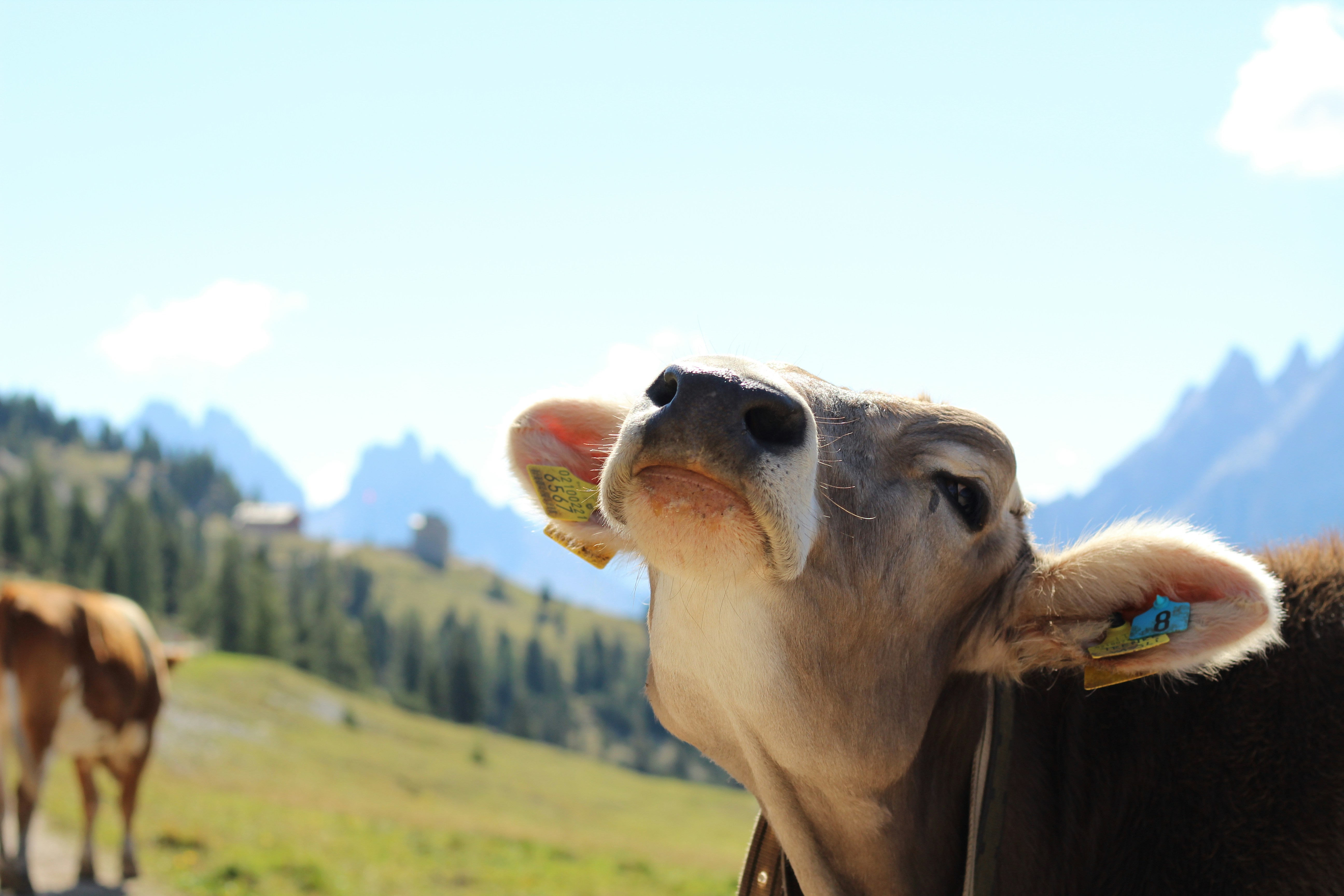 brown cattle on green grass field during daytime