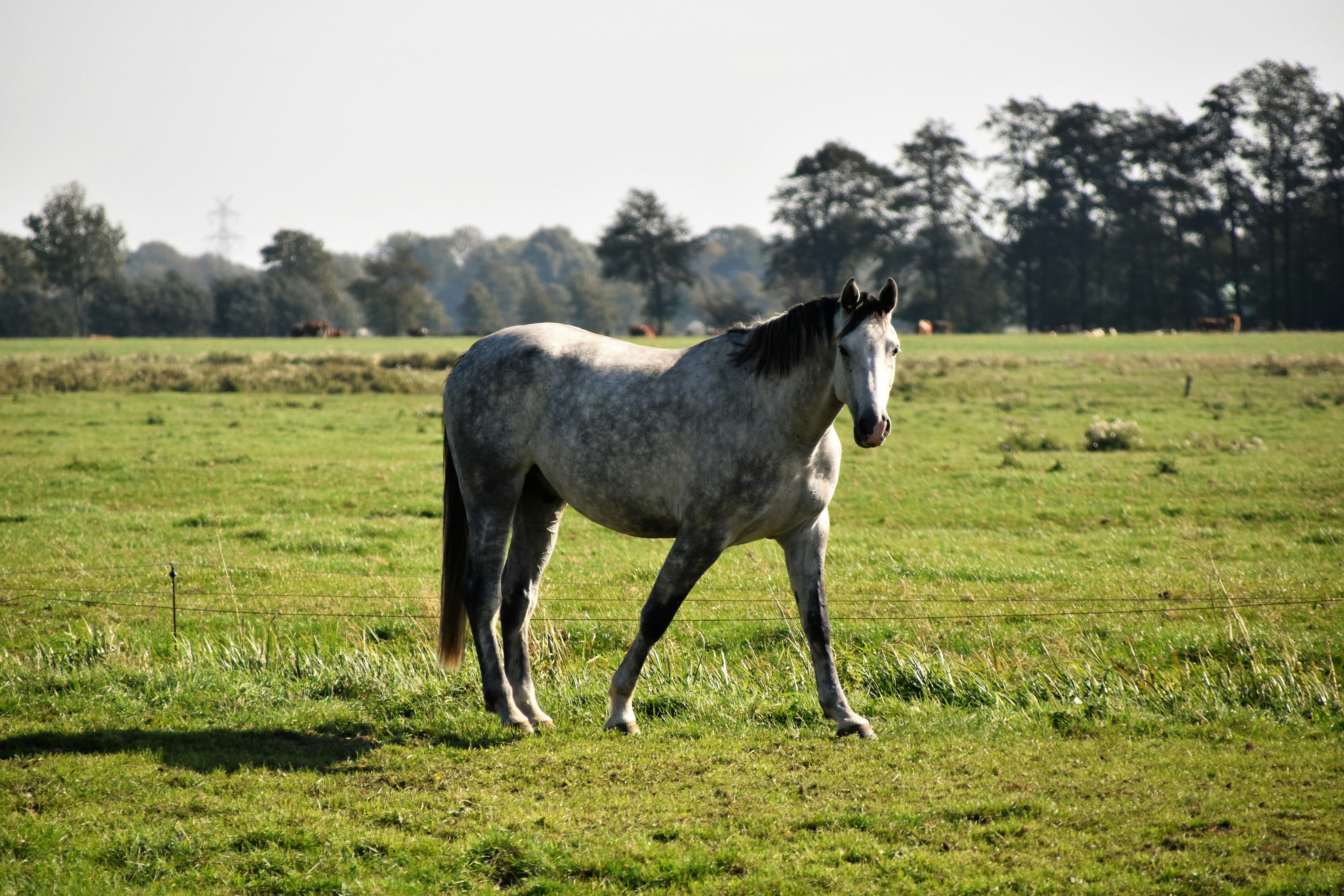 Sunlit Pasture Portrait: A Gray Horse Pauses Under a Line of Trees