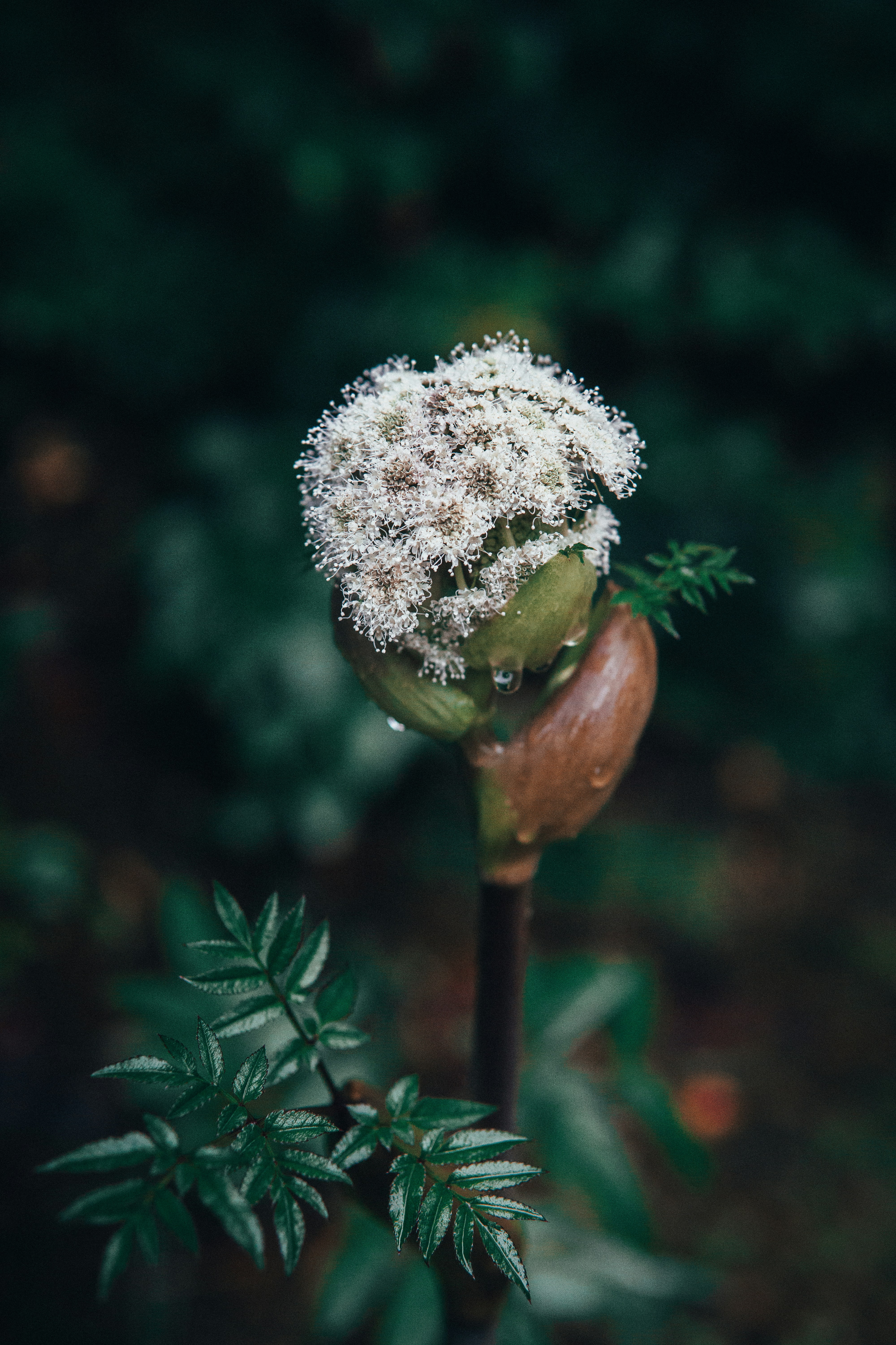 Close-up of a budding flower adorned with dew, surrounded by lush green foliage. The intricate details highlight the beauty of nature's growth.