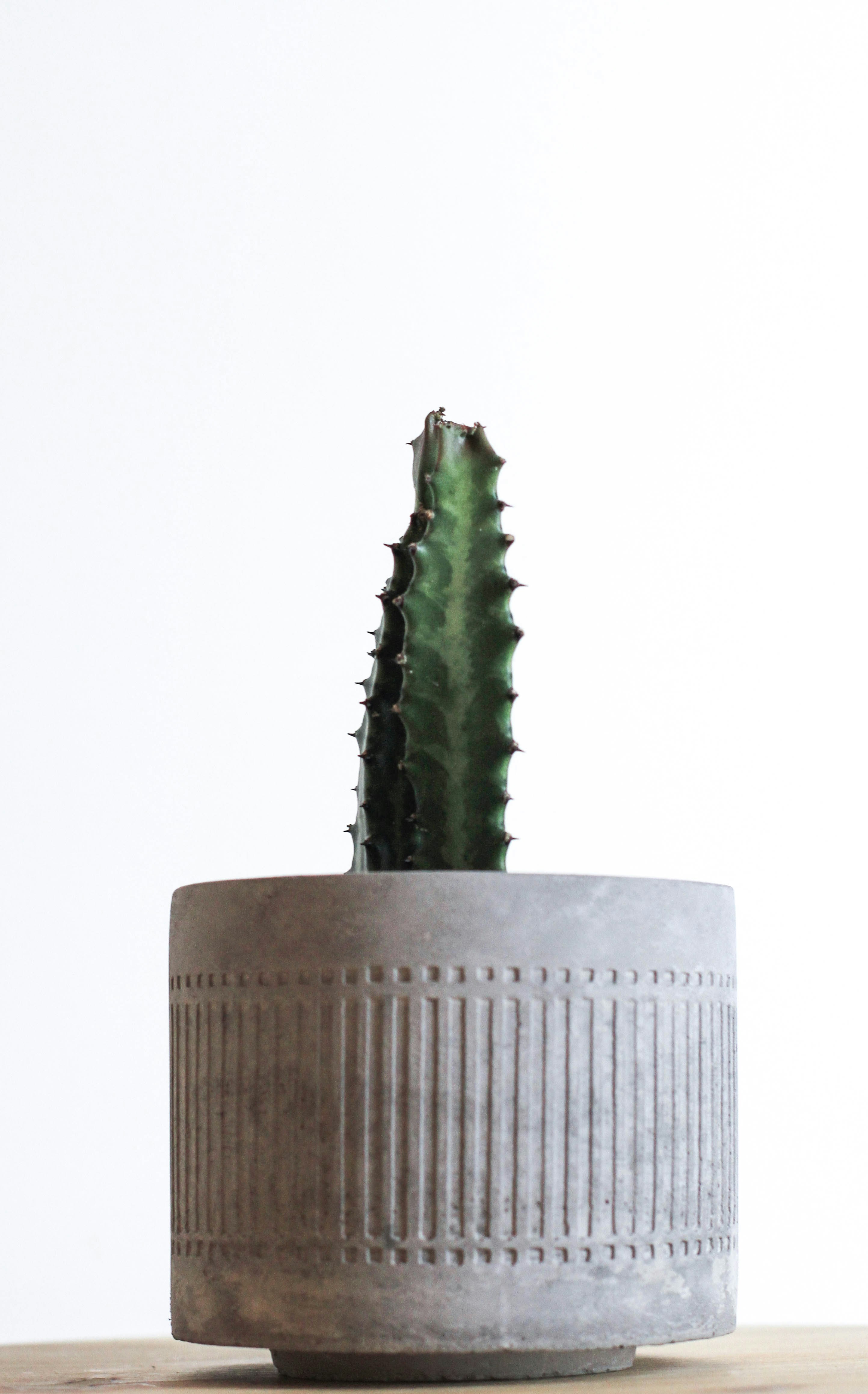 Green Spire Rising from a Ribbed Concrete Pot
