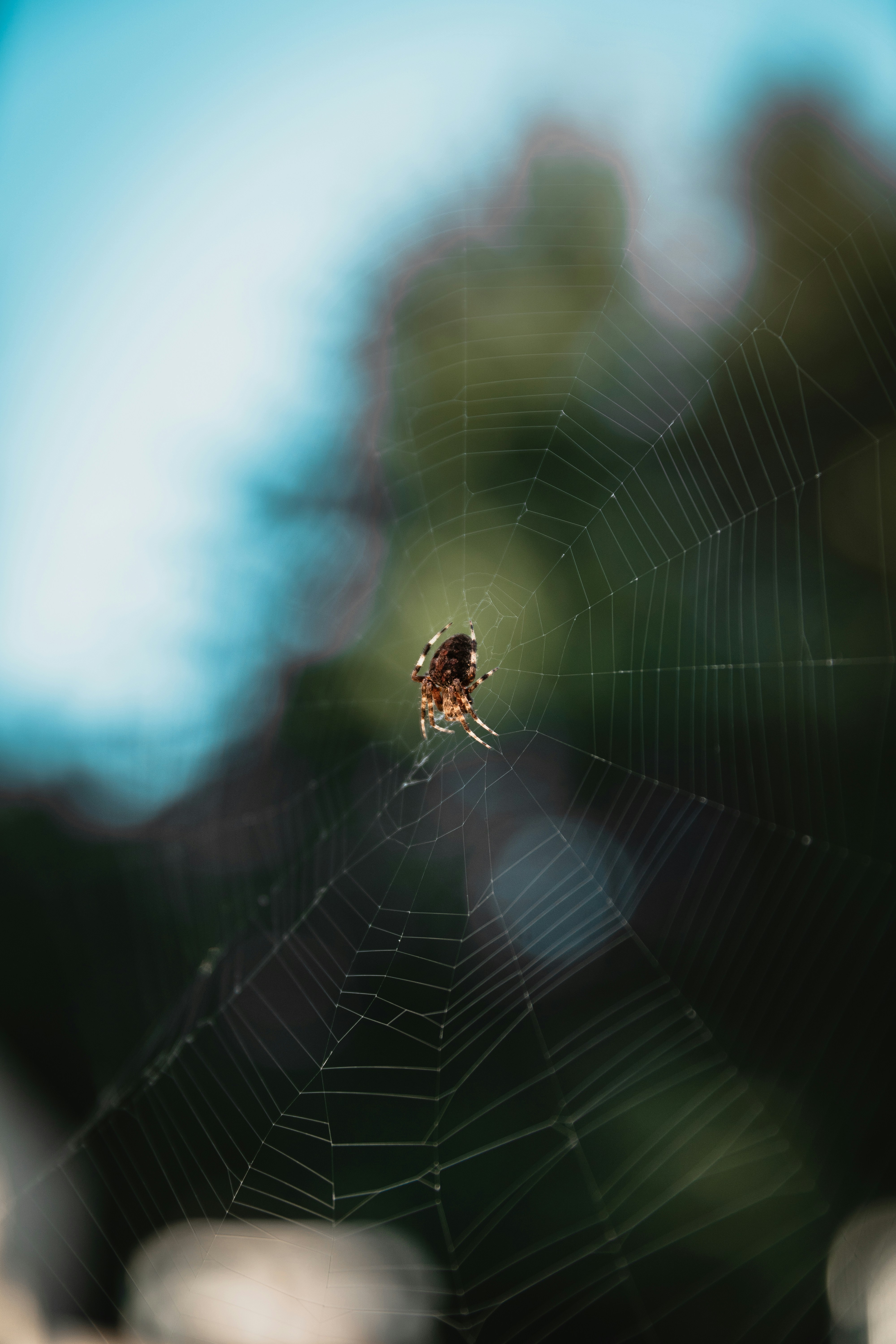 Tiny Architect at the Center: An Orb-Weaver Woven in Light