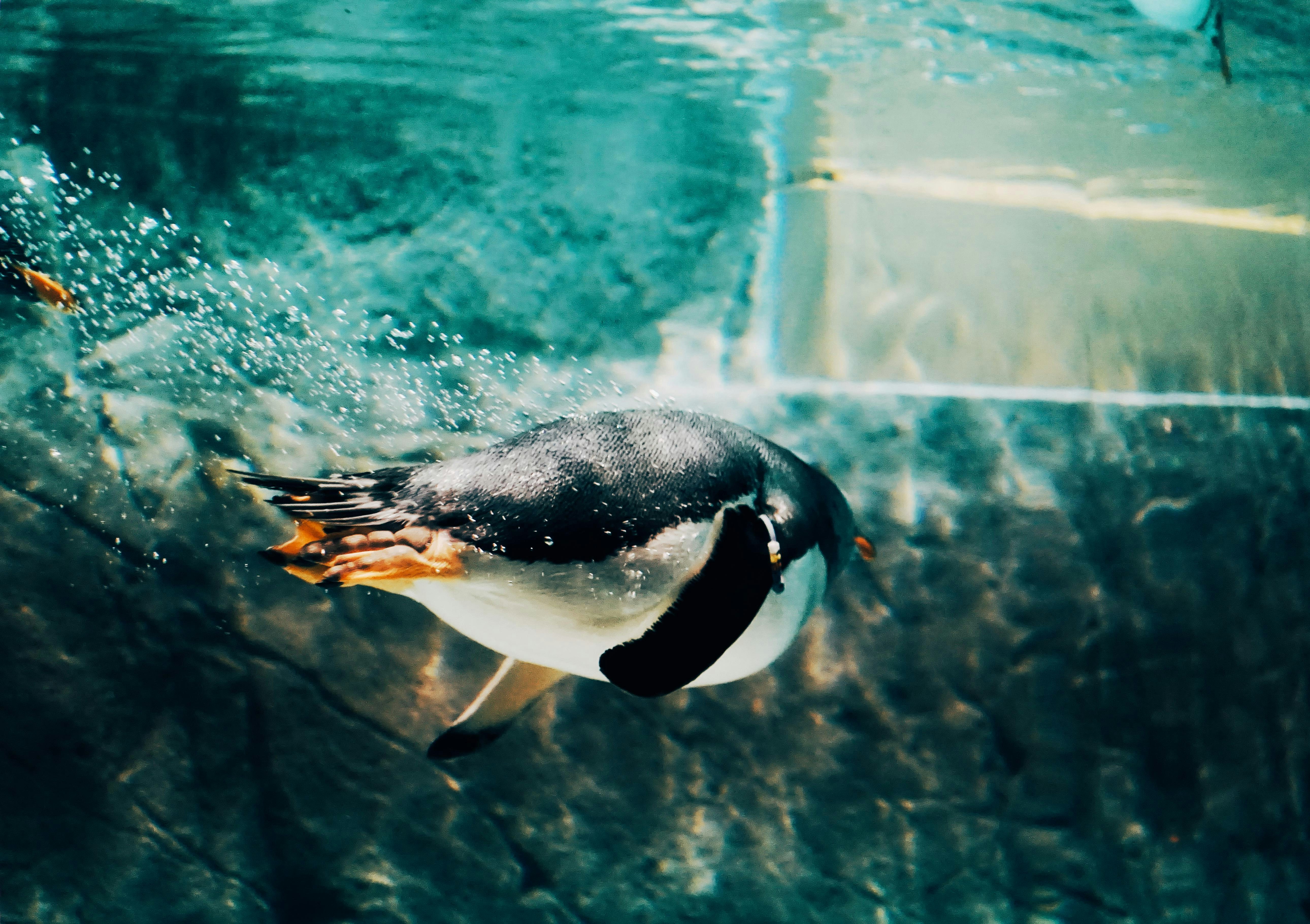 Penguin swimming gracefully underwater, creating a trail of bubbles.