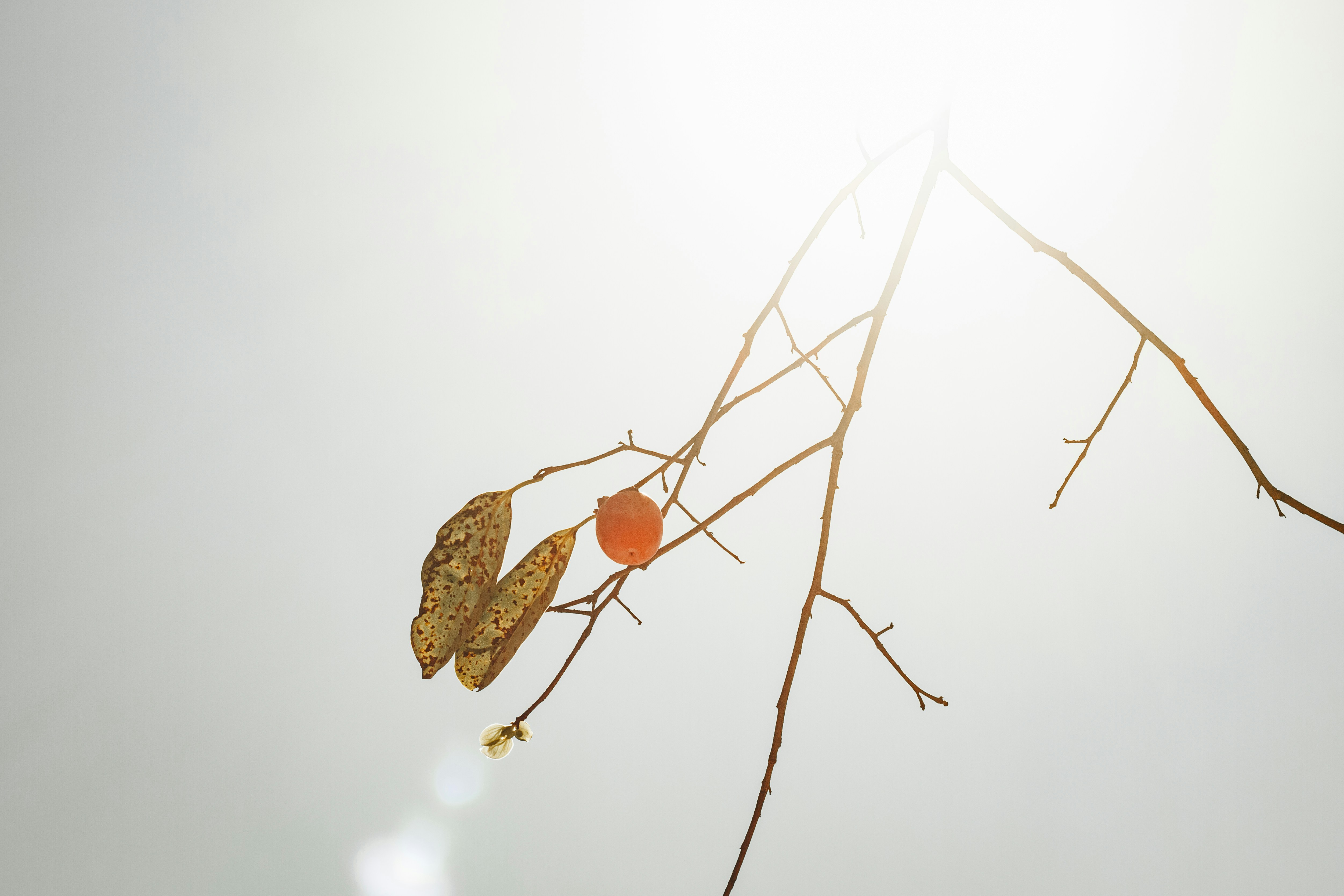 A close-up view of a bare branch with a few dried leaves and a solitary bright red fruit against a bright, diffused background.