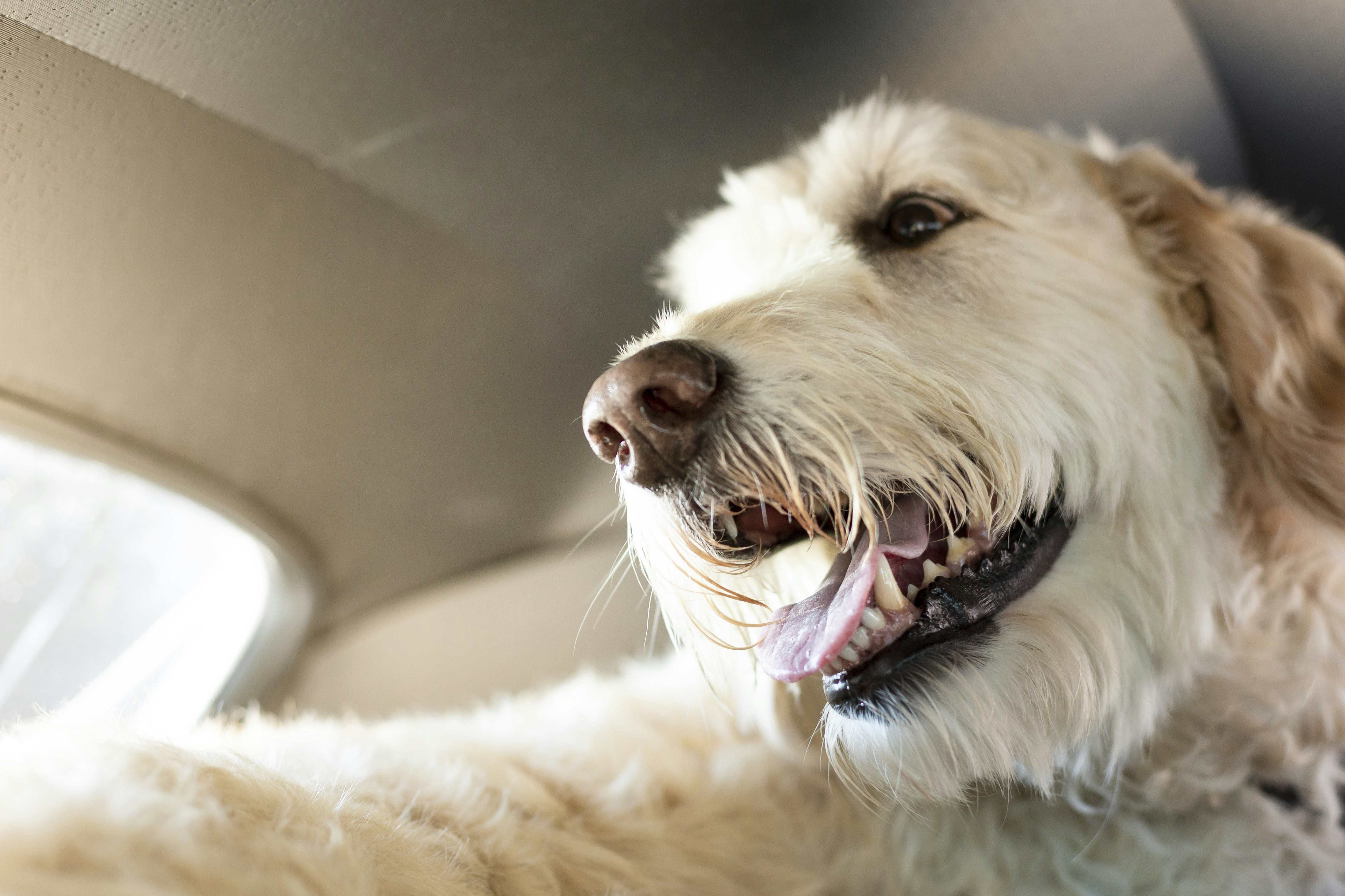 Fluffy dog with open mouth sitting in a car, sunlight filtering through the window.