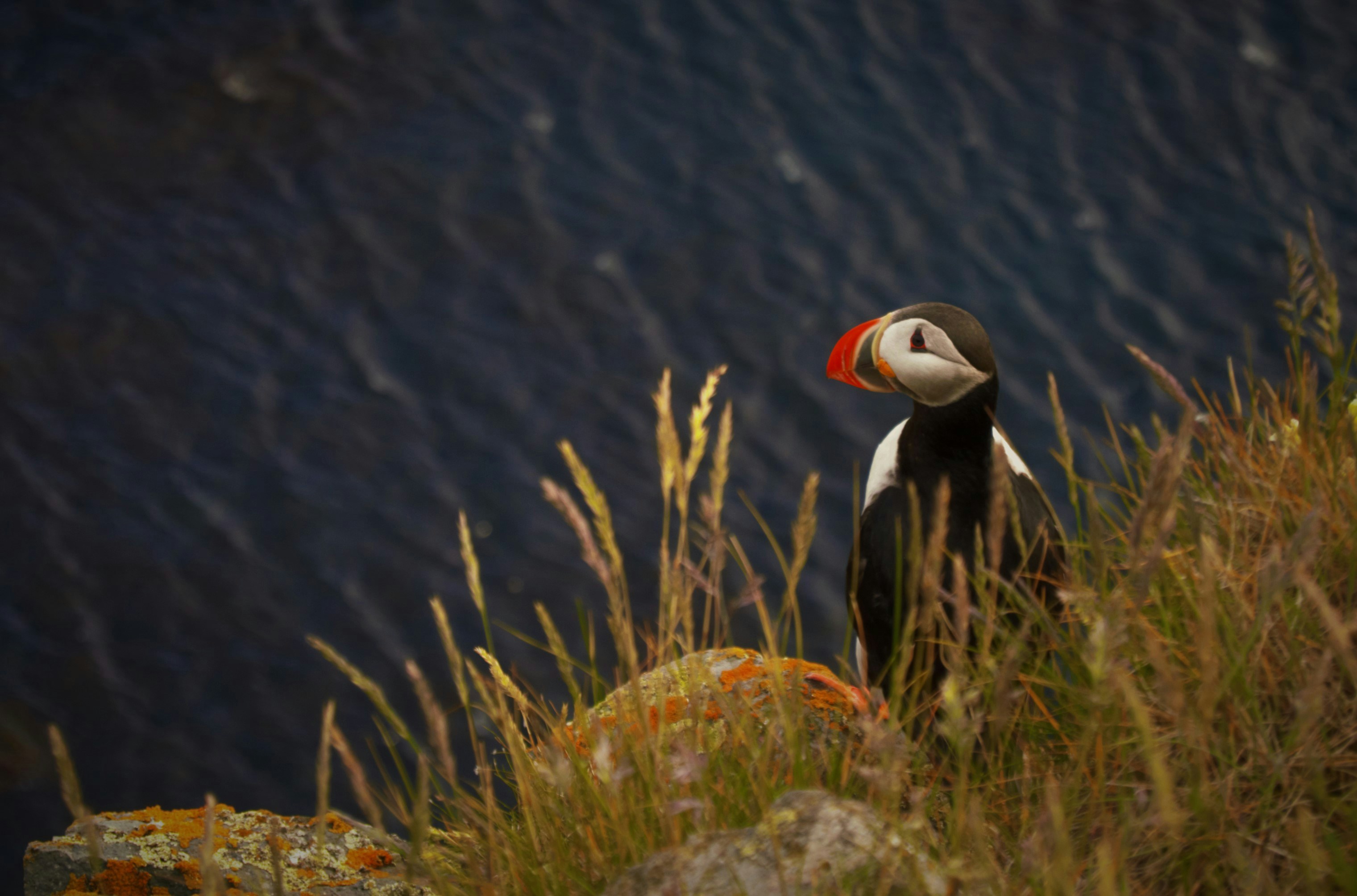 Windswept Watcher on a Grassy Cliff: Puffin by the Atlantic