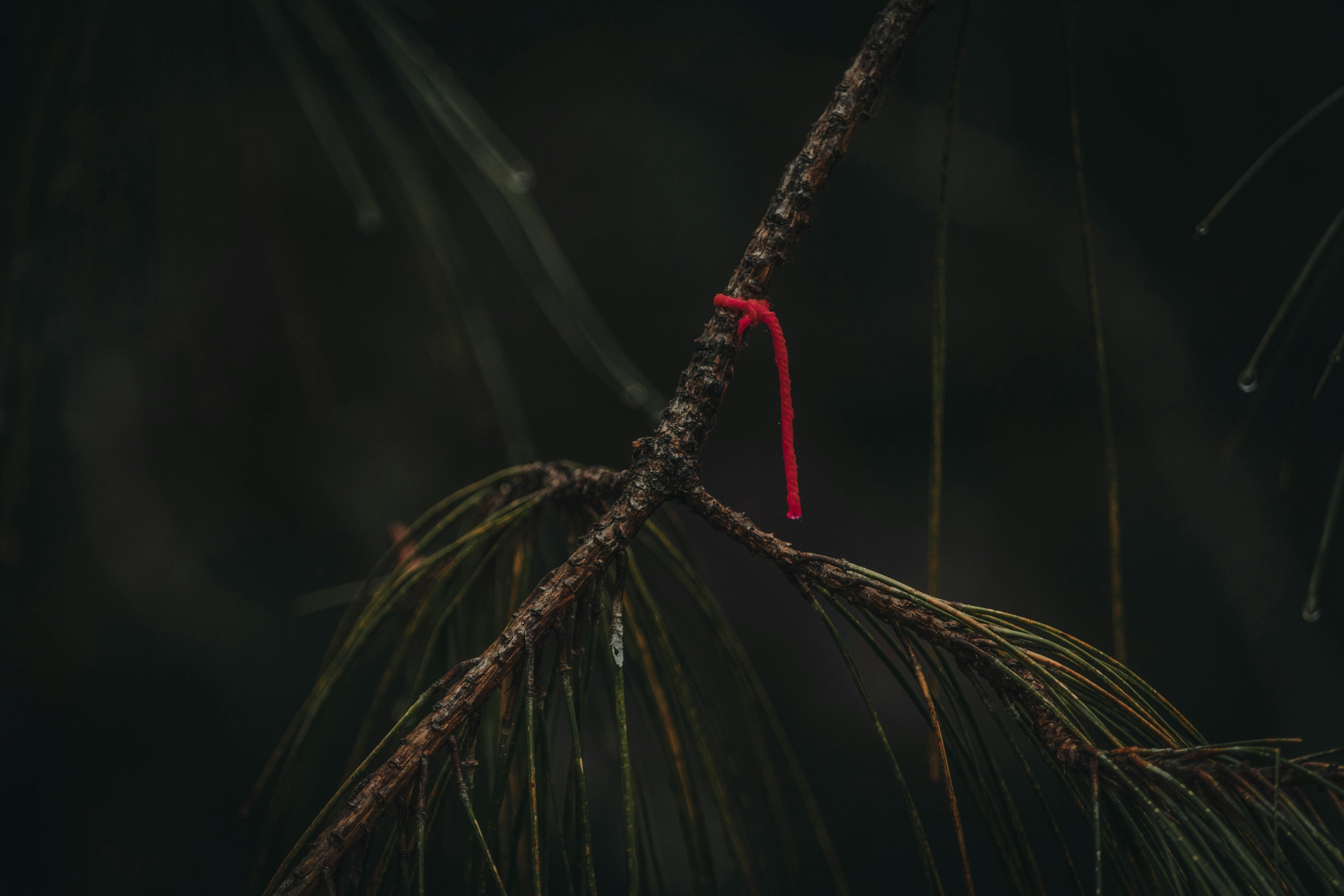 You know that little story that you are conected to another person by a invisible red string? I think mine is broken