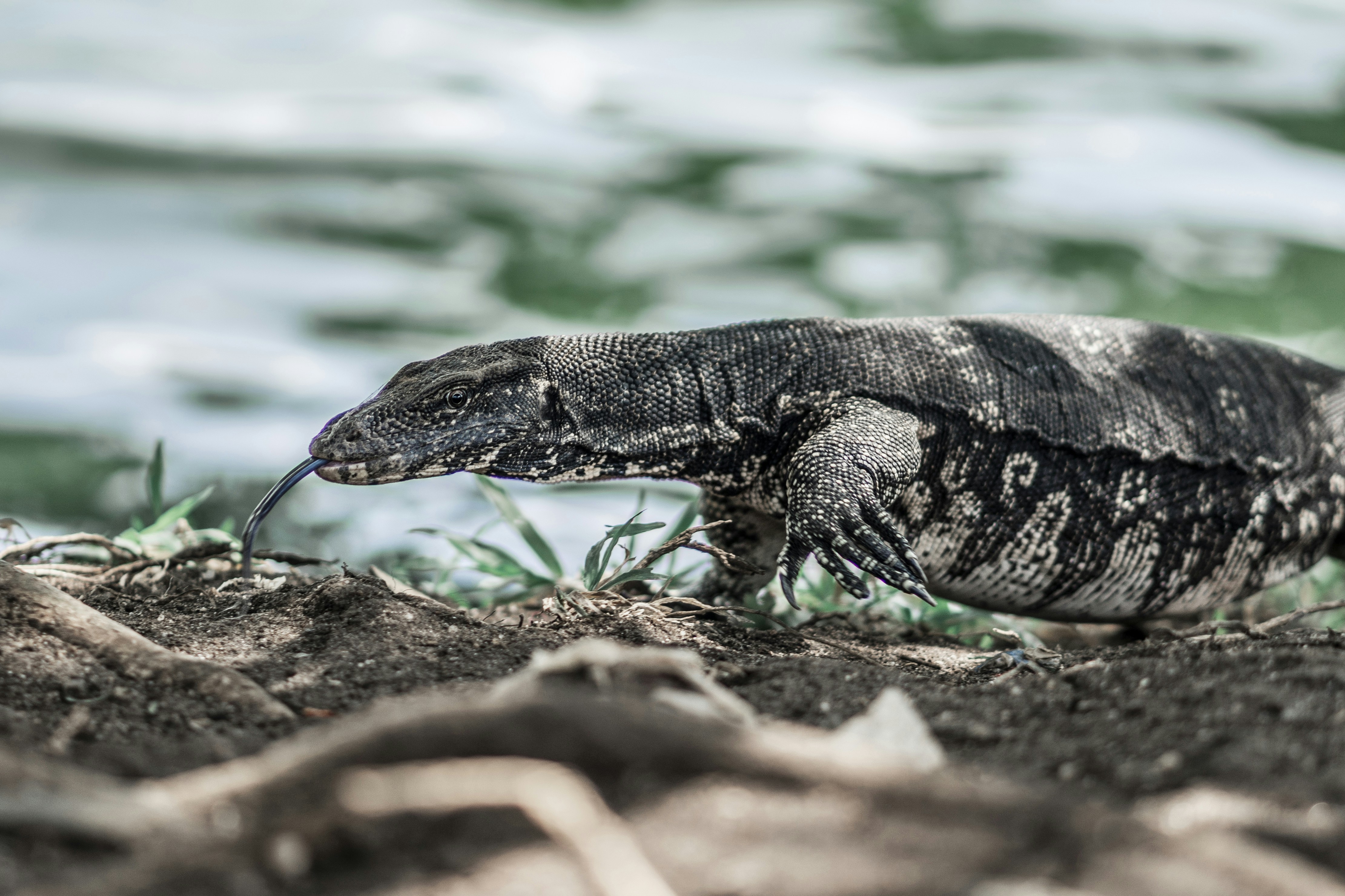 Black and gray reptile walking beside grass photo – Free Kandy Image on ...