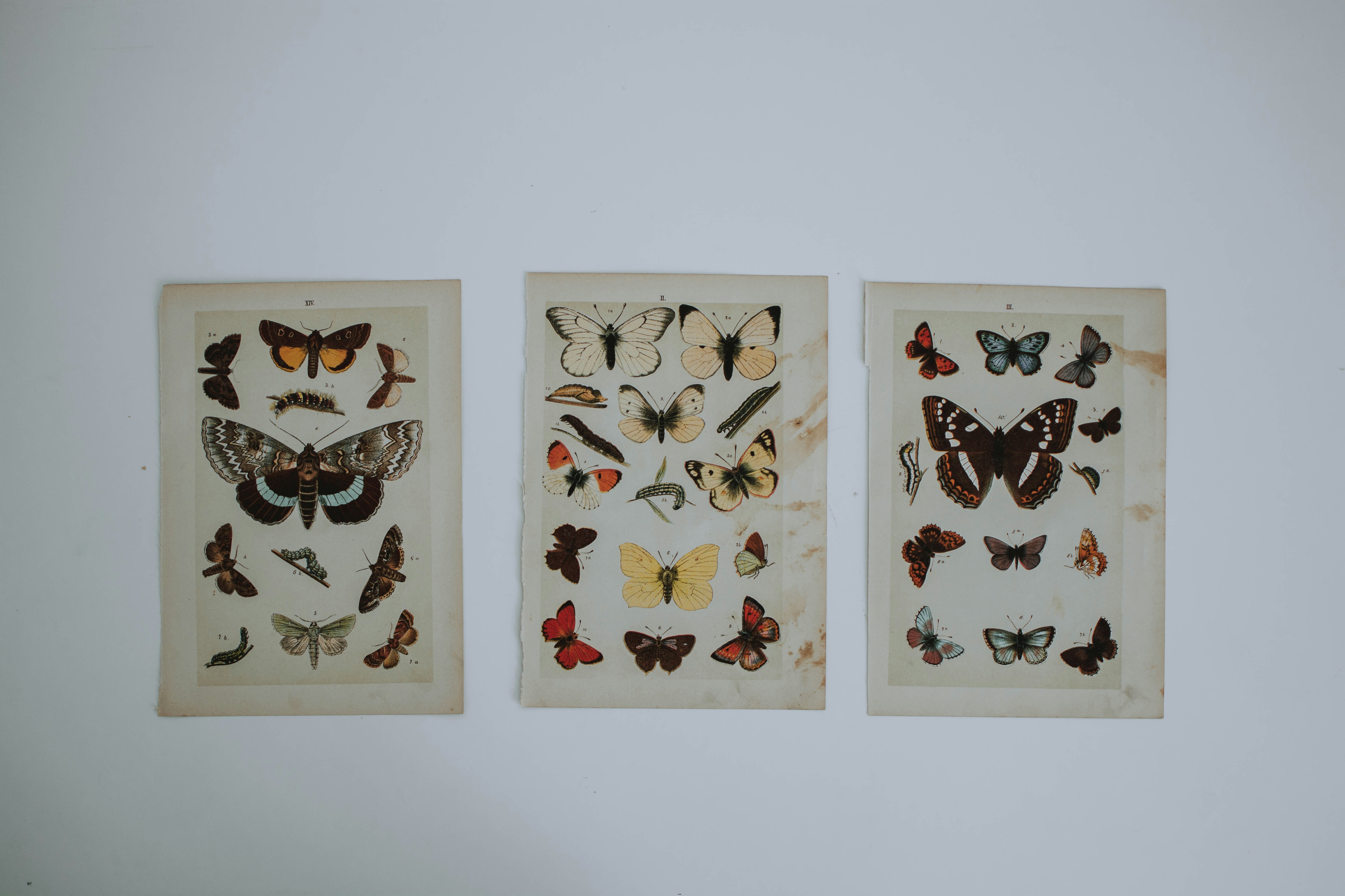 Three paintings of butterflies photo – Free Art Image on Unsplash