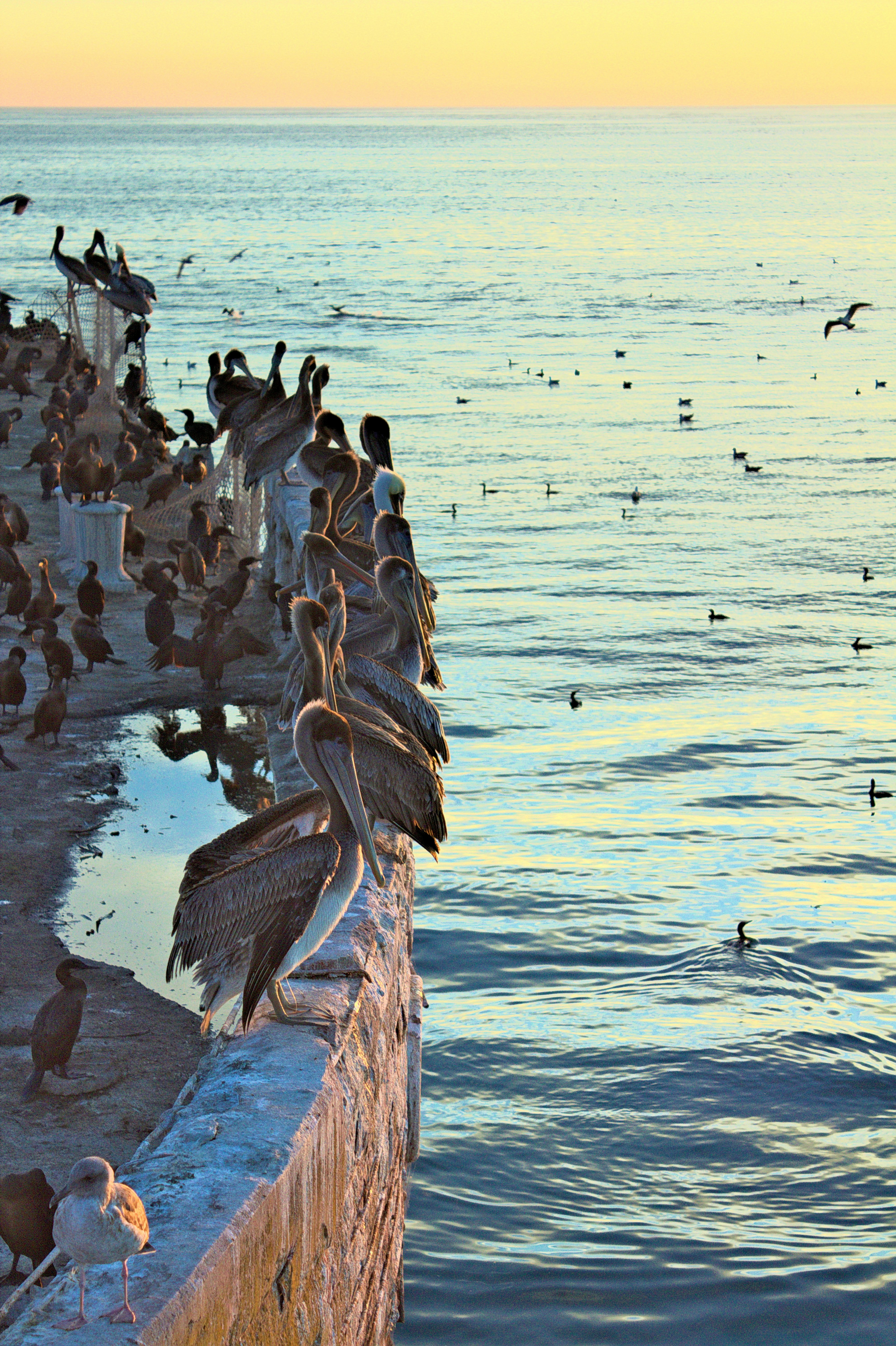 Sunset Pelican Parade Along a Weathered Breakwater