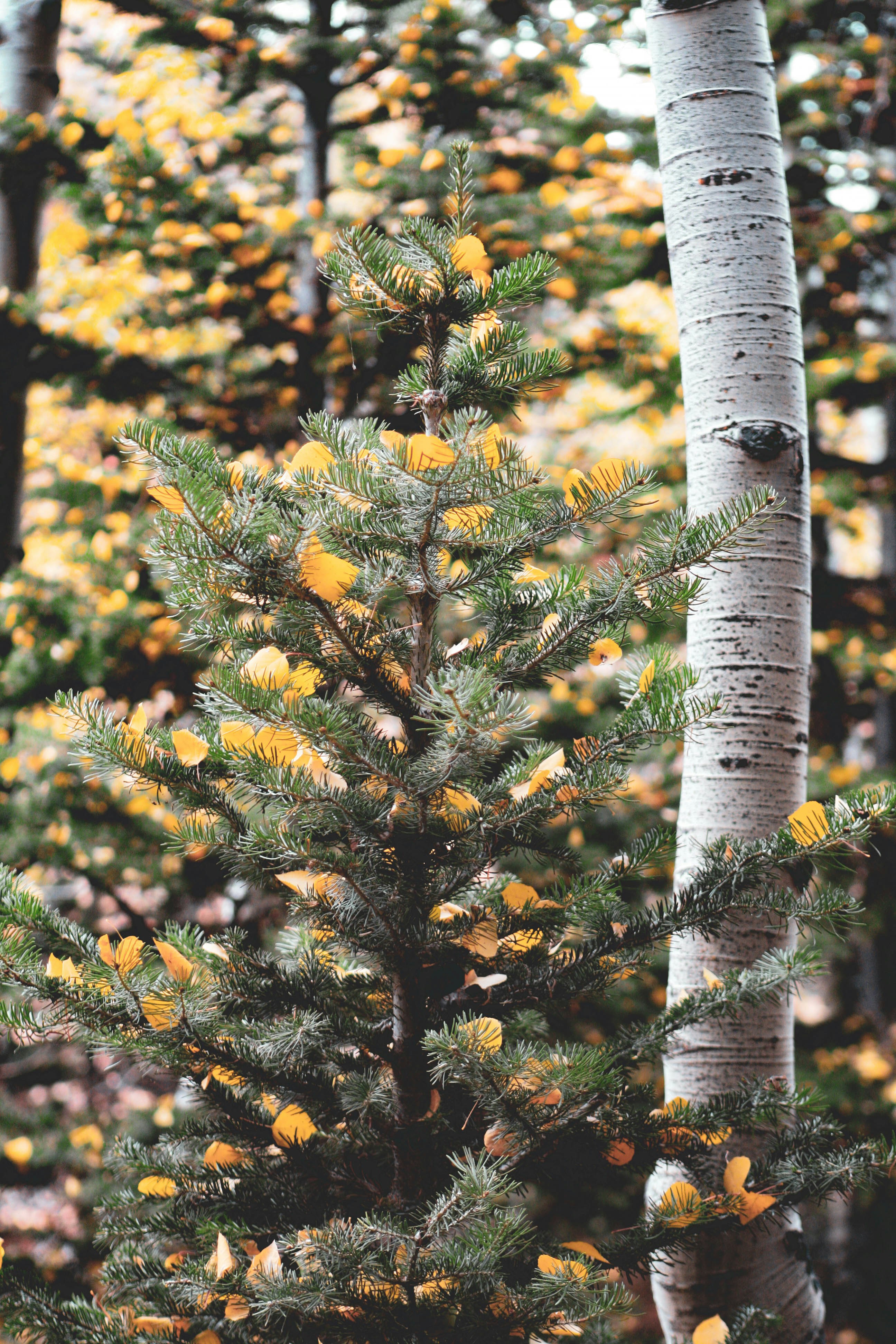 A vibrant conifer adorned with golden leaves stands amidst a backdrop of birch trees, capturing the essence of autumn's transition.