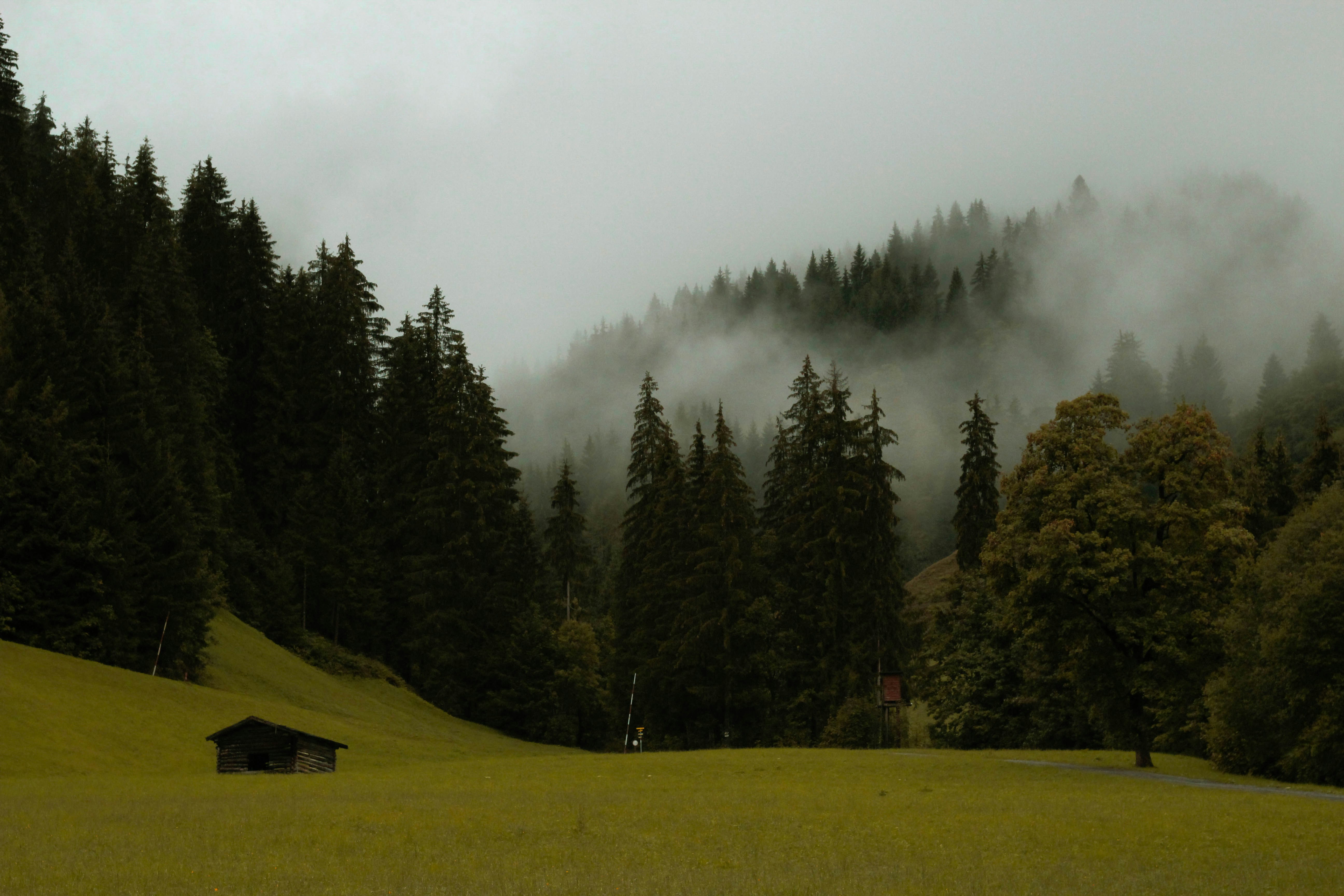 Mist over the Meadow: Fog Clings to a Quiet Alpen Landscape