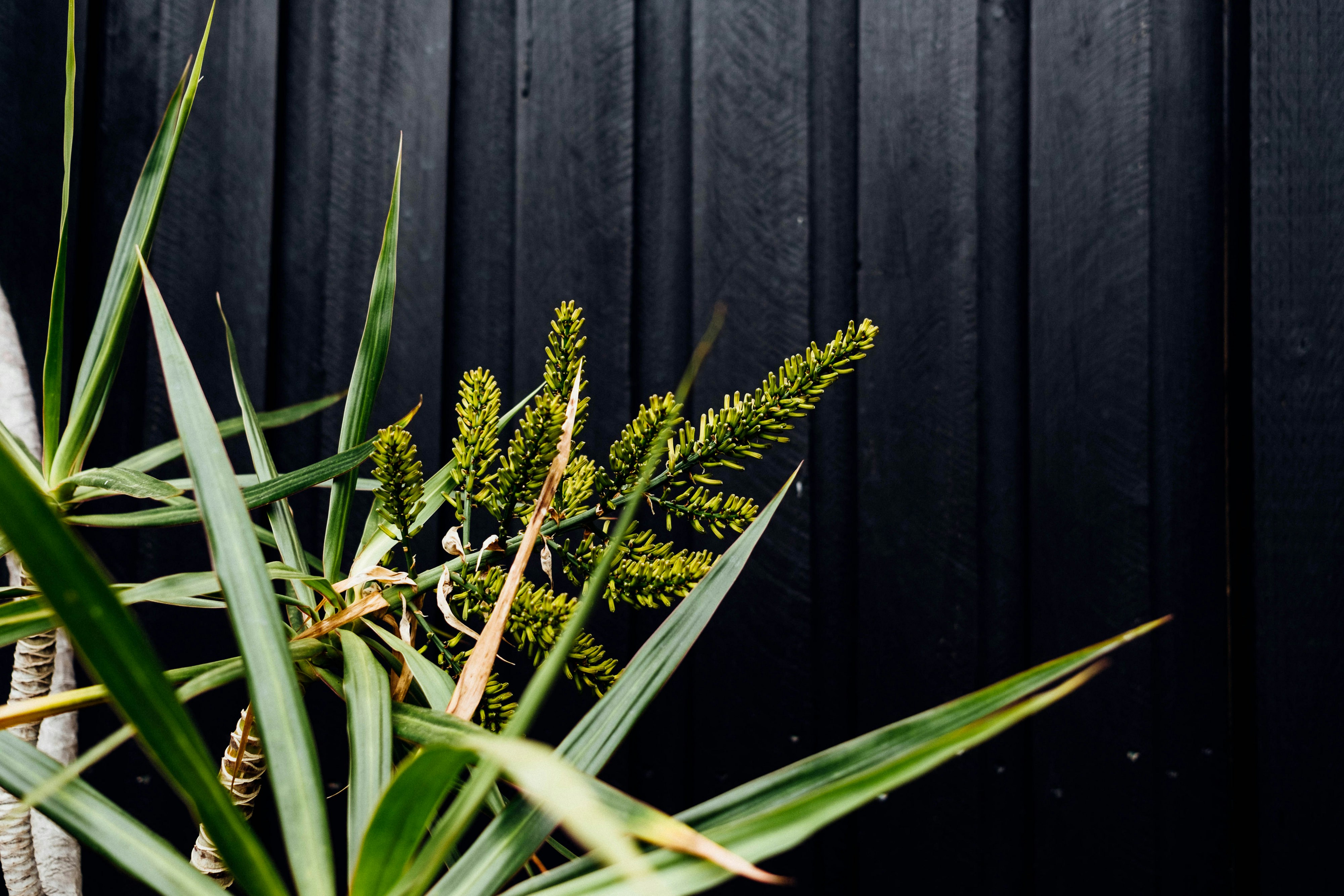 Desert Plant Fronds Against a Midnight Fence