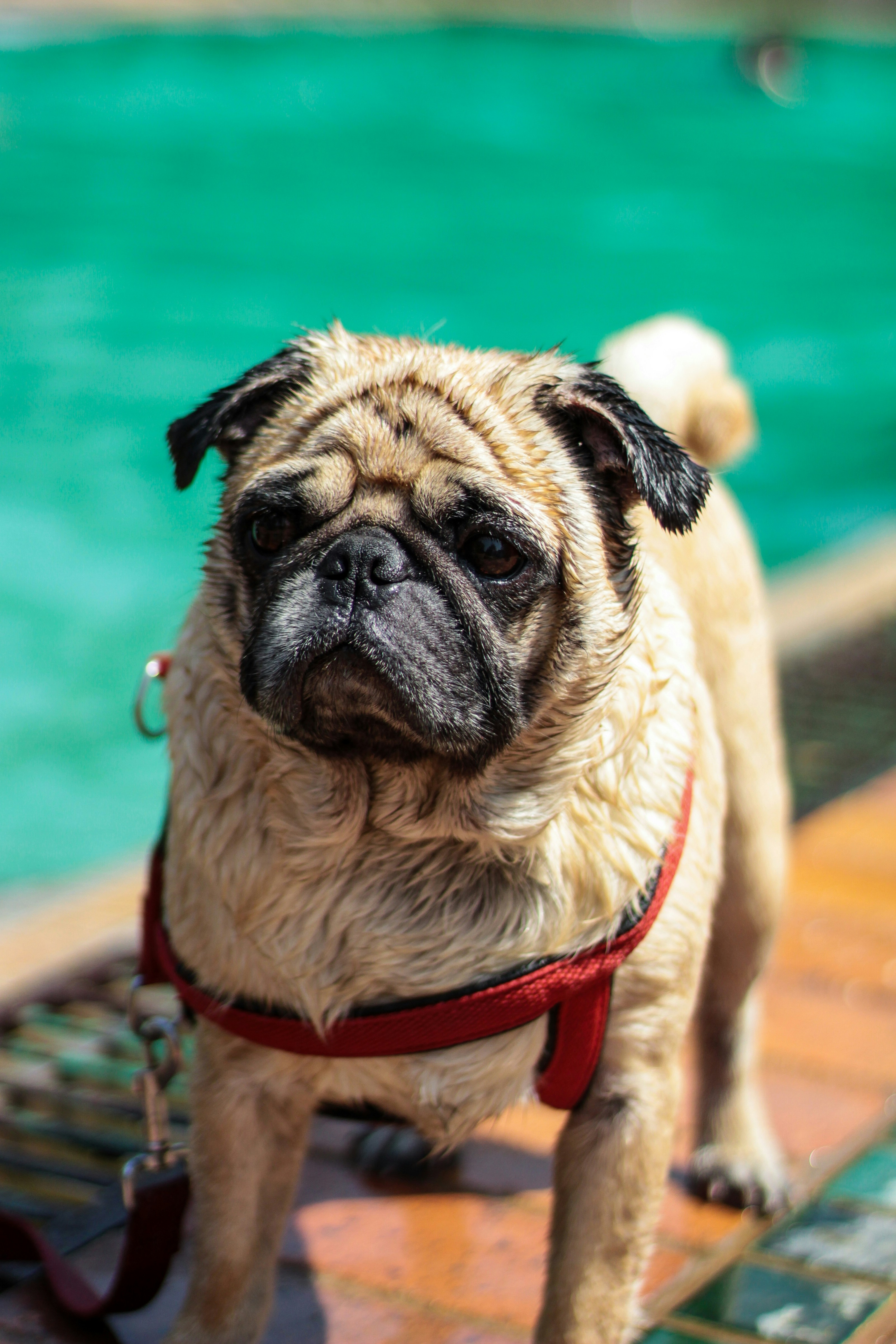 Poolside Pug: Red Harness and a Quiet, Curious Gaze