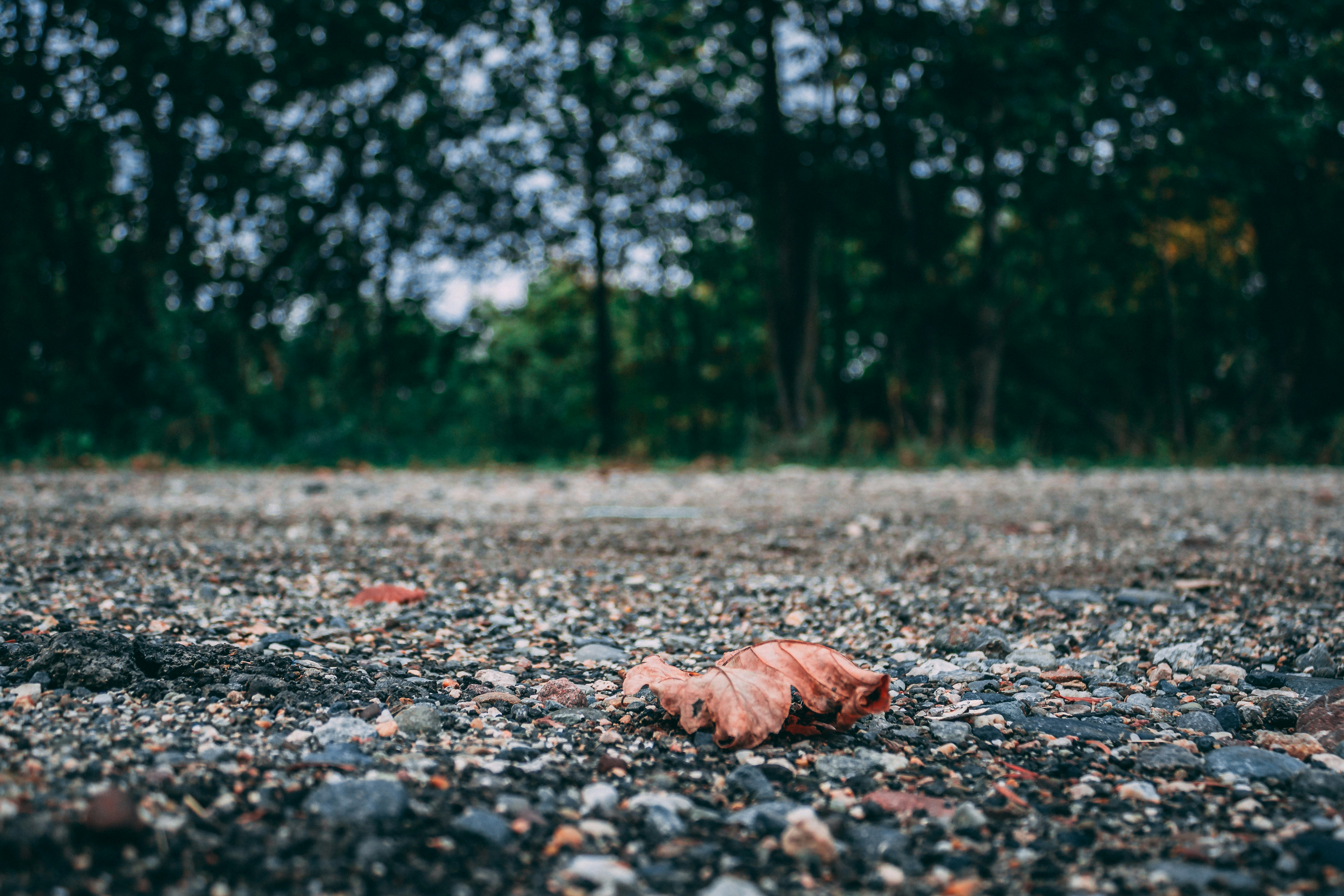 seashell on seashore photo – Free Road Image on Unsplash