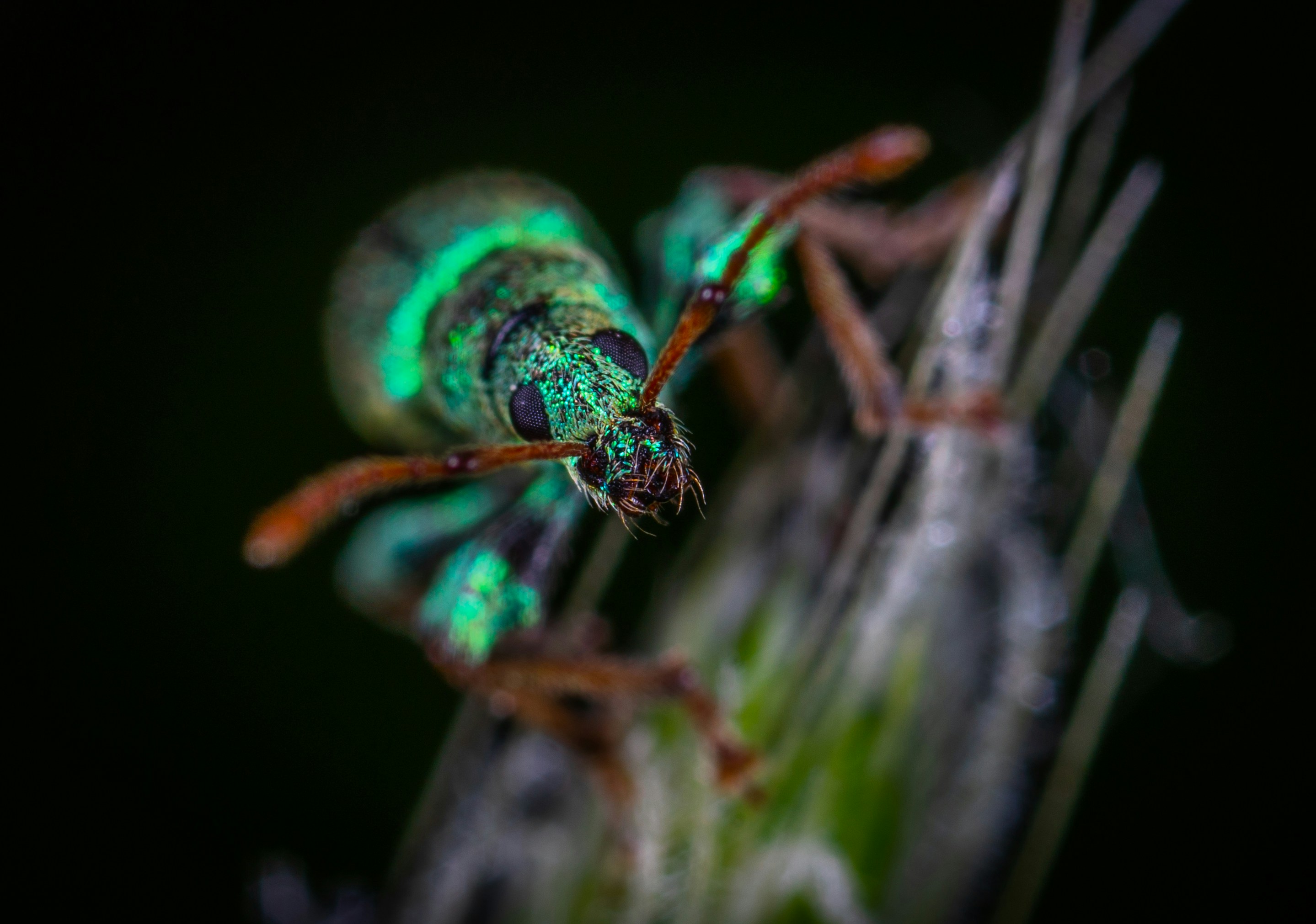 Emerald Wasp: a neon-spined hover above the thistles
