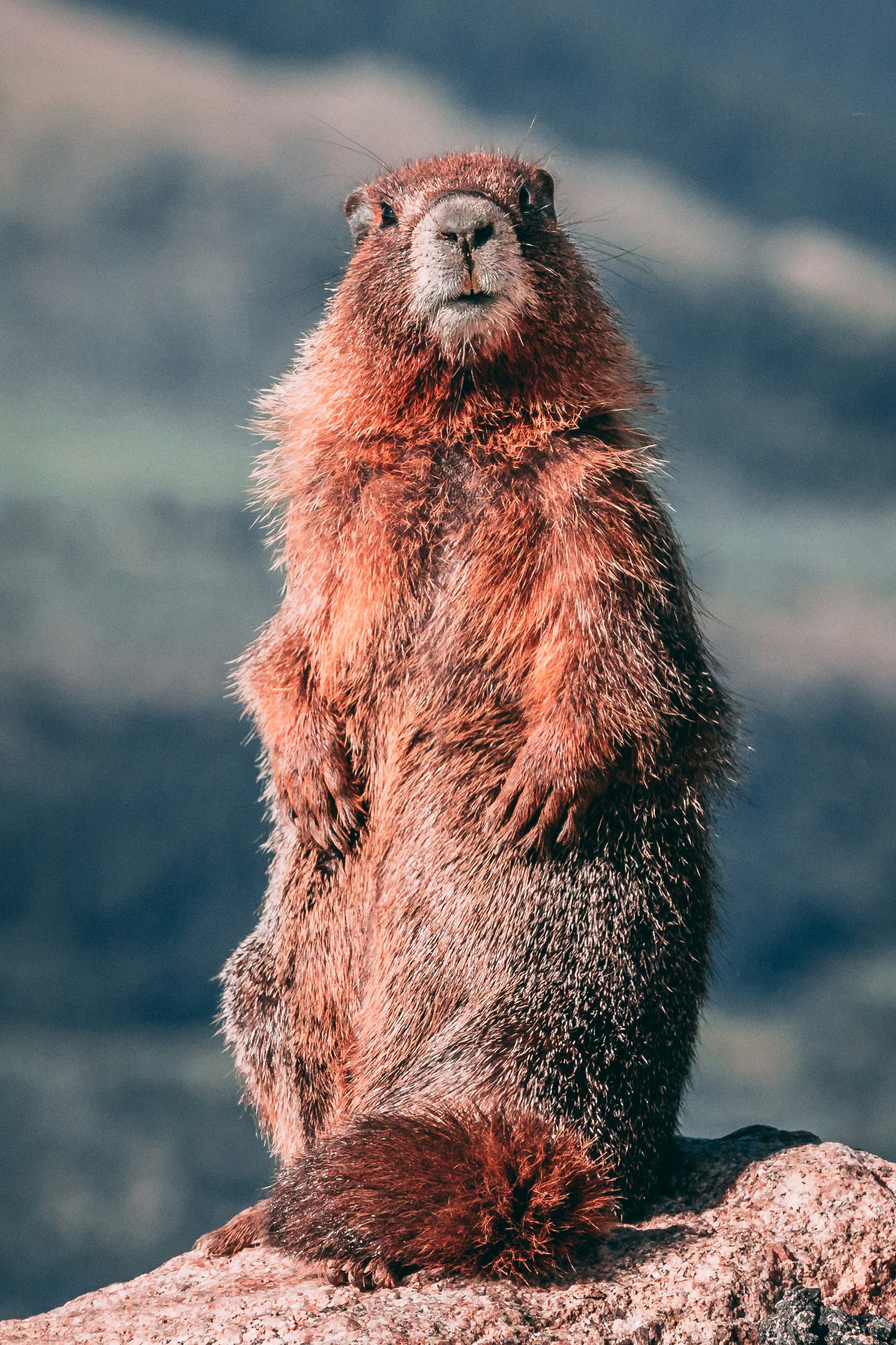 Alpine Sentinel: Marmot Stands on a Sunlit Rock