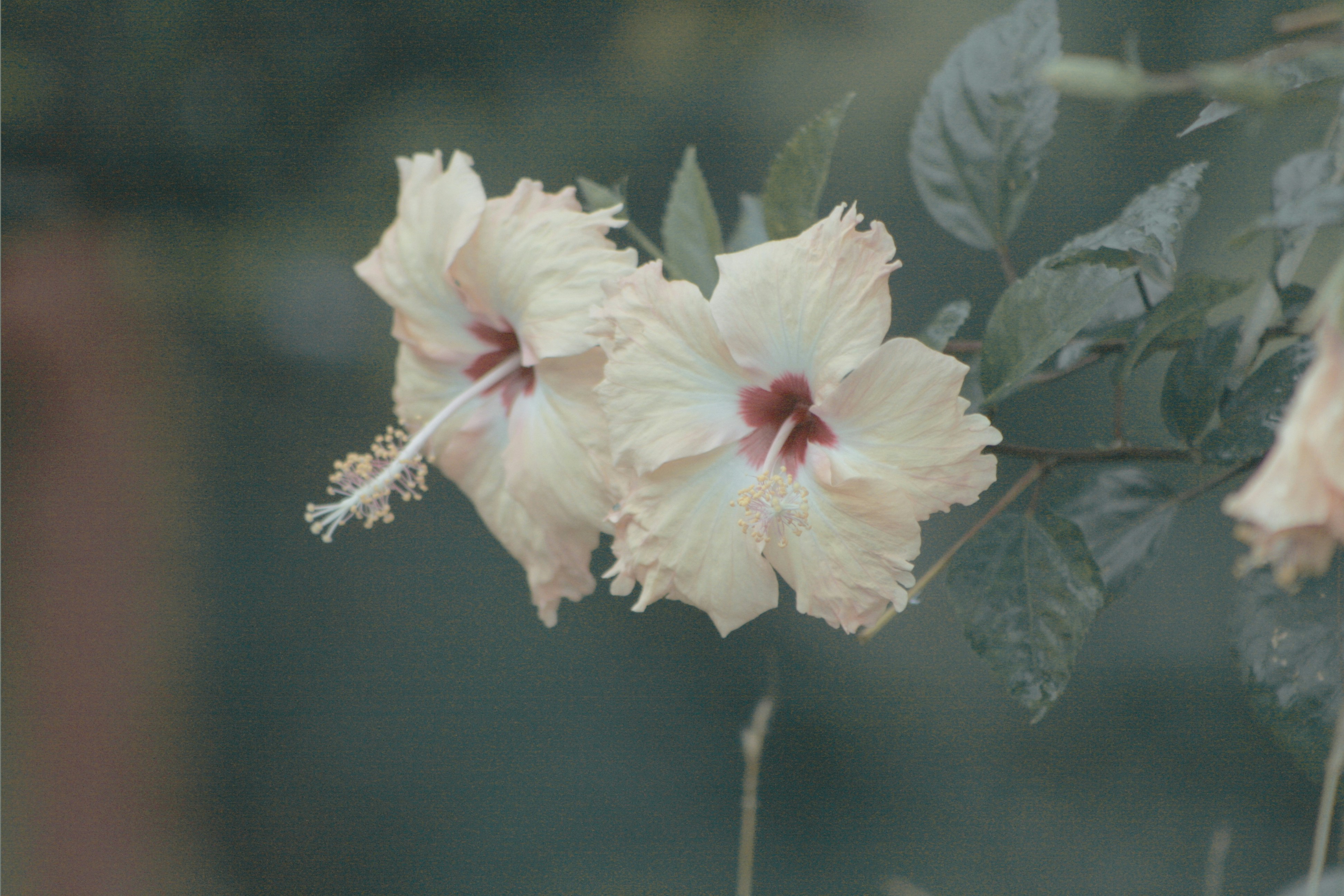 Ivory Hibiscus Bloom Framed by a Gentle Garden Blur