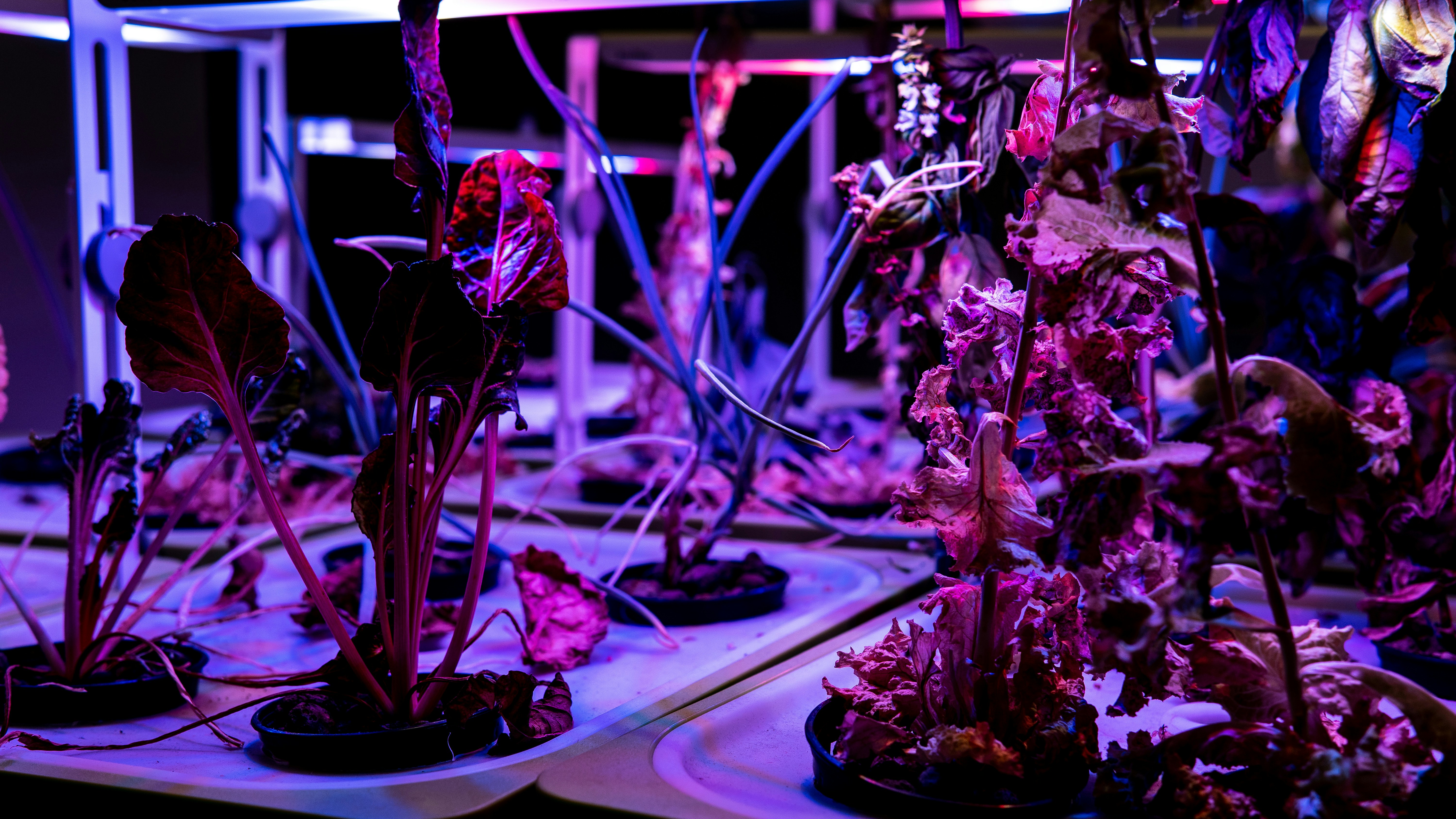 Violet-Glow Harvest: A Close-Up of Neon-Tinted Hydroponic Greens