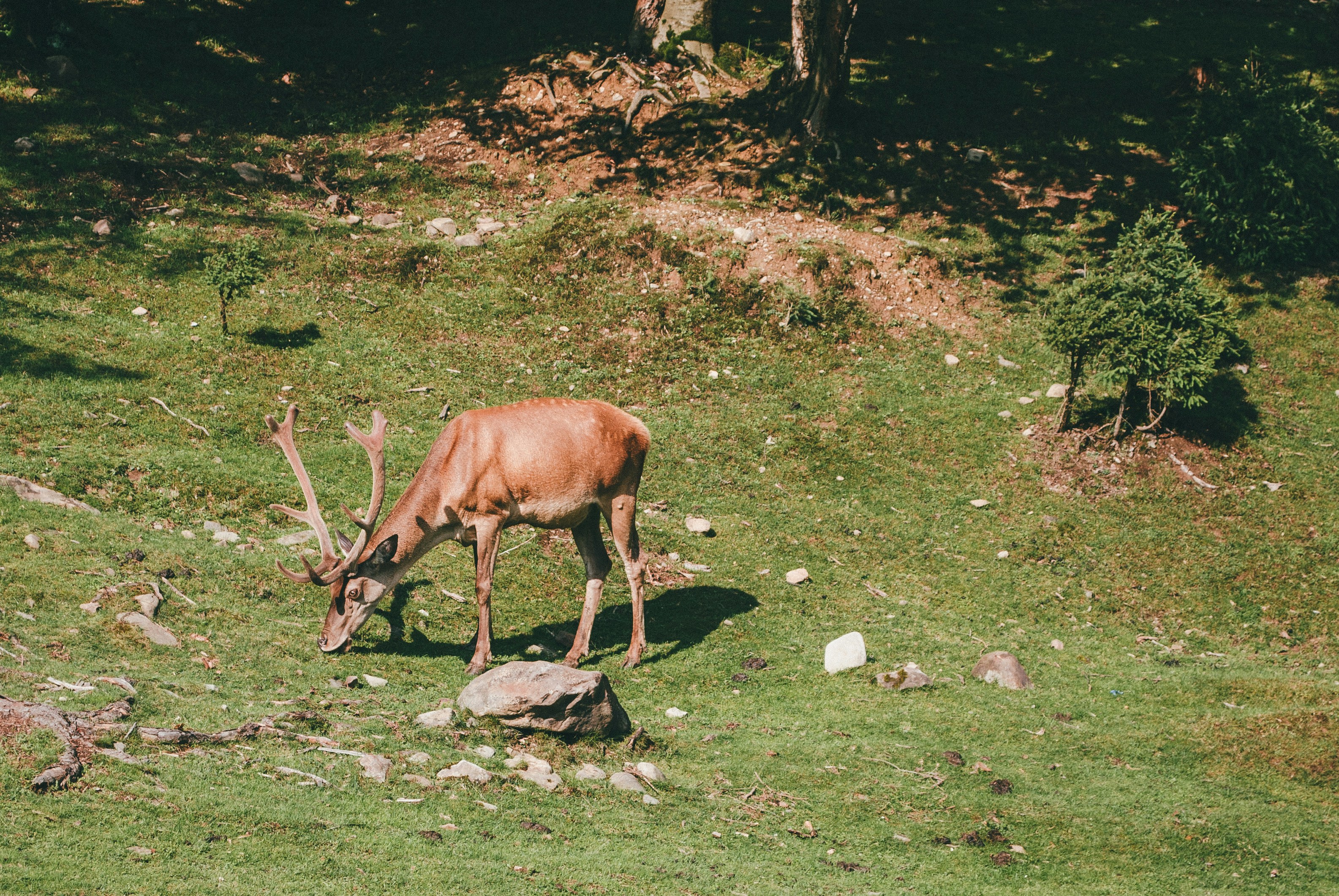 Deer