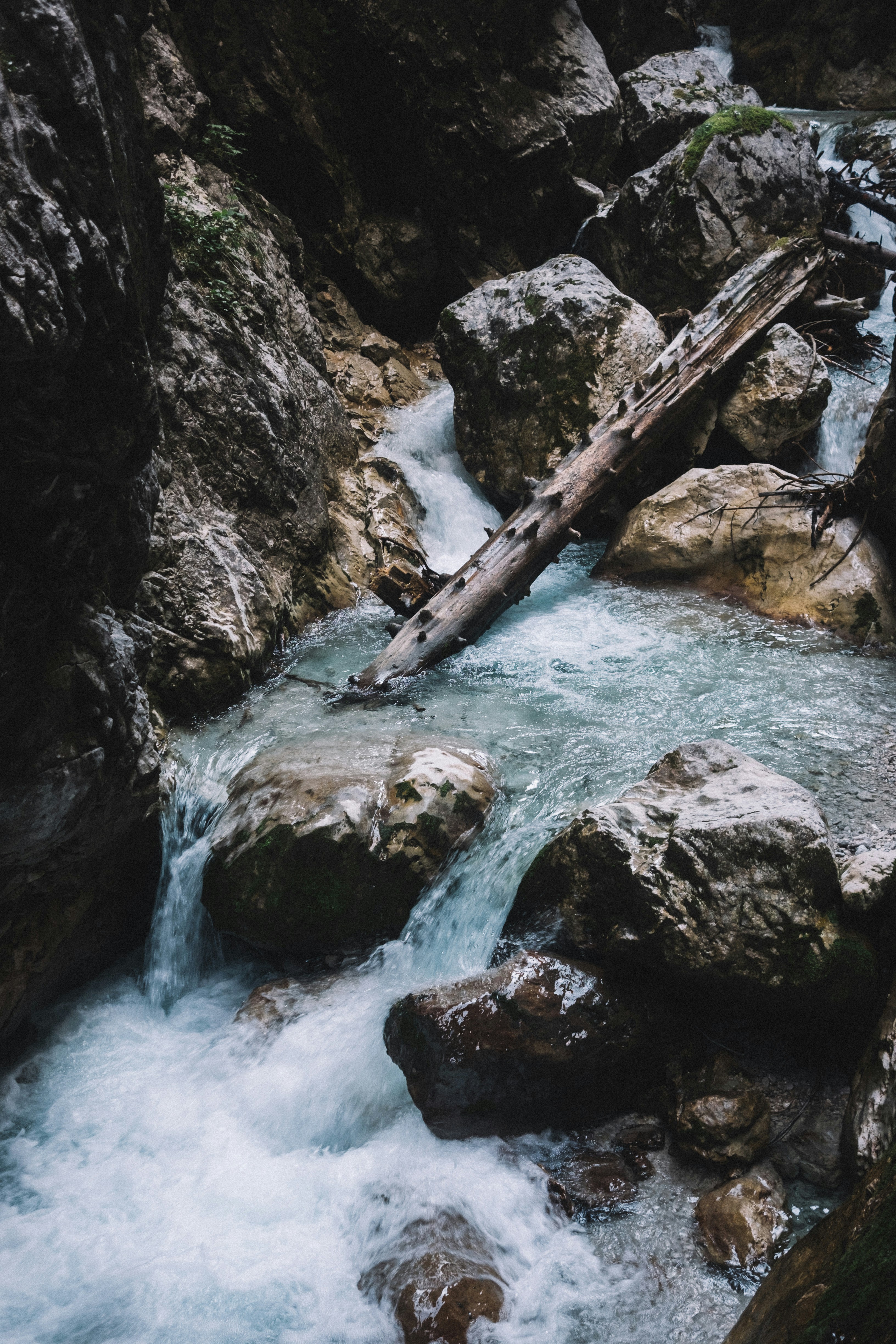 Log on river during daytime photo – Free Grey Image on Unsplash