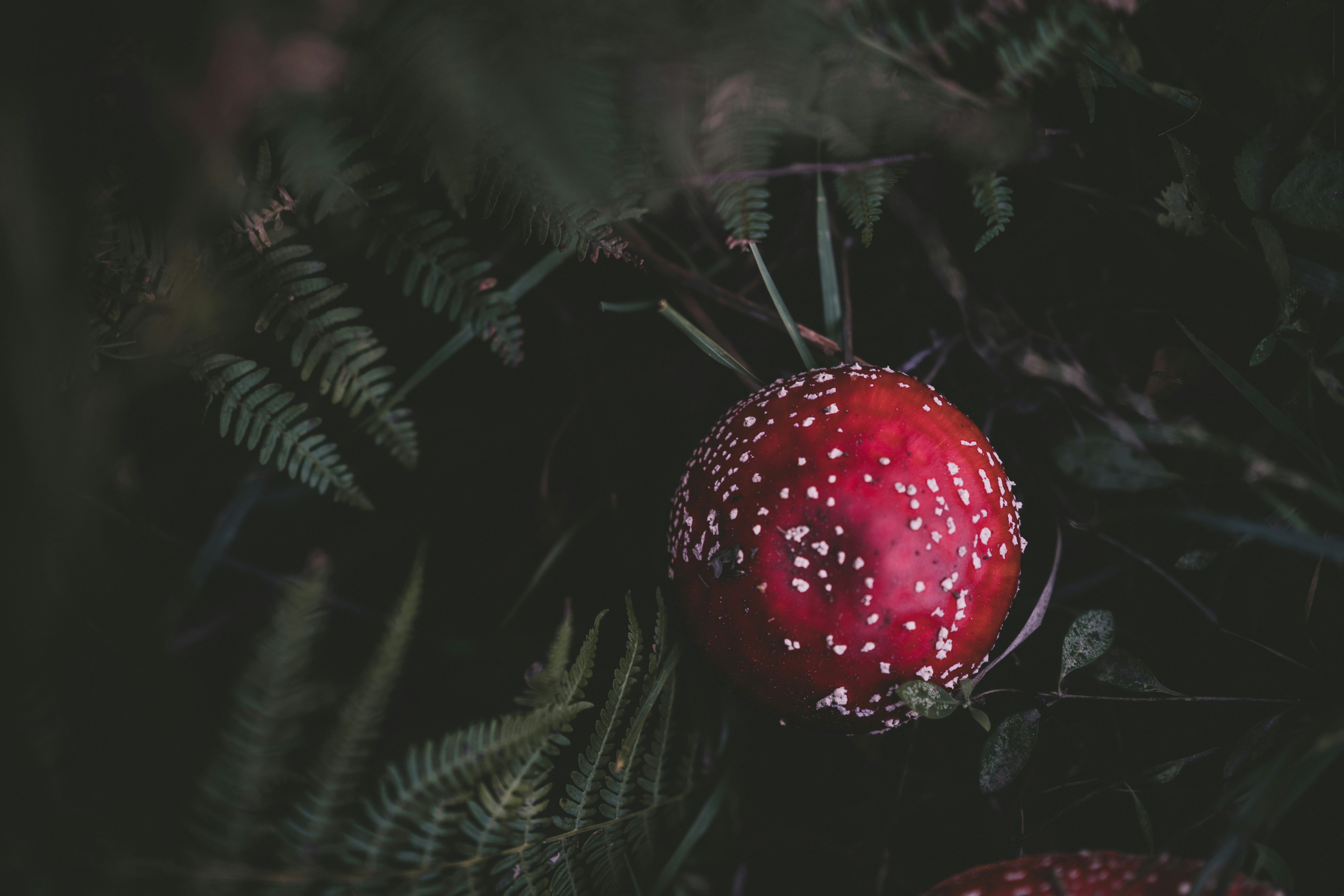 Closeup photography of round red fruit photo – Free Food Image on Unsplash