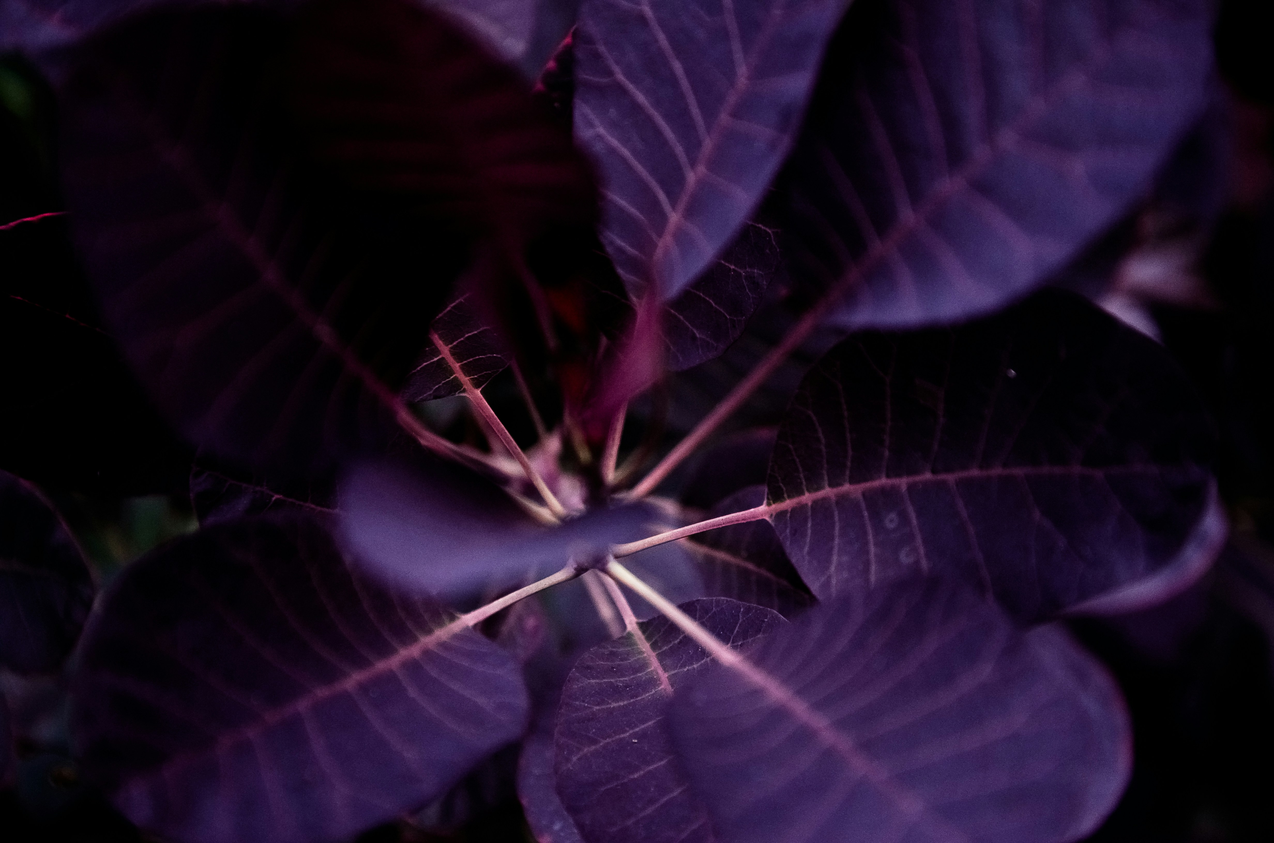 Foto Planta de hojas moradas – Imagen Pustá Polom gratis en Unsplash