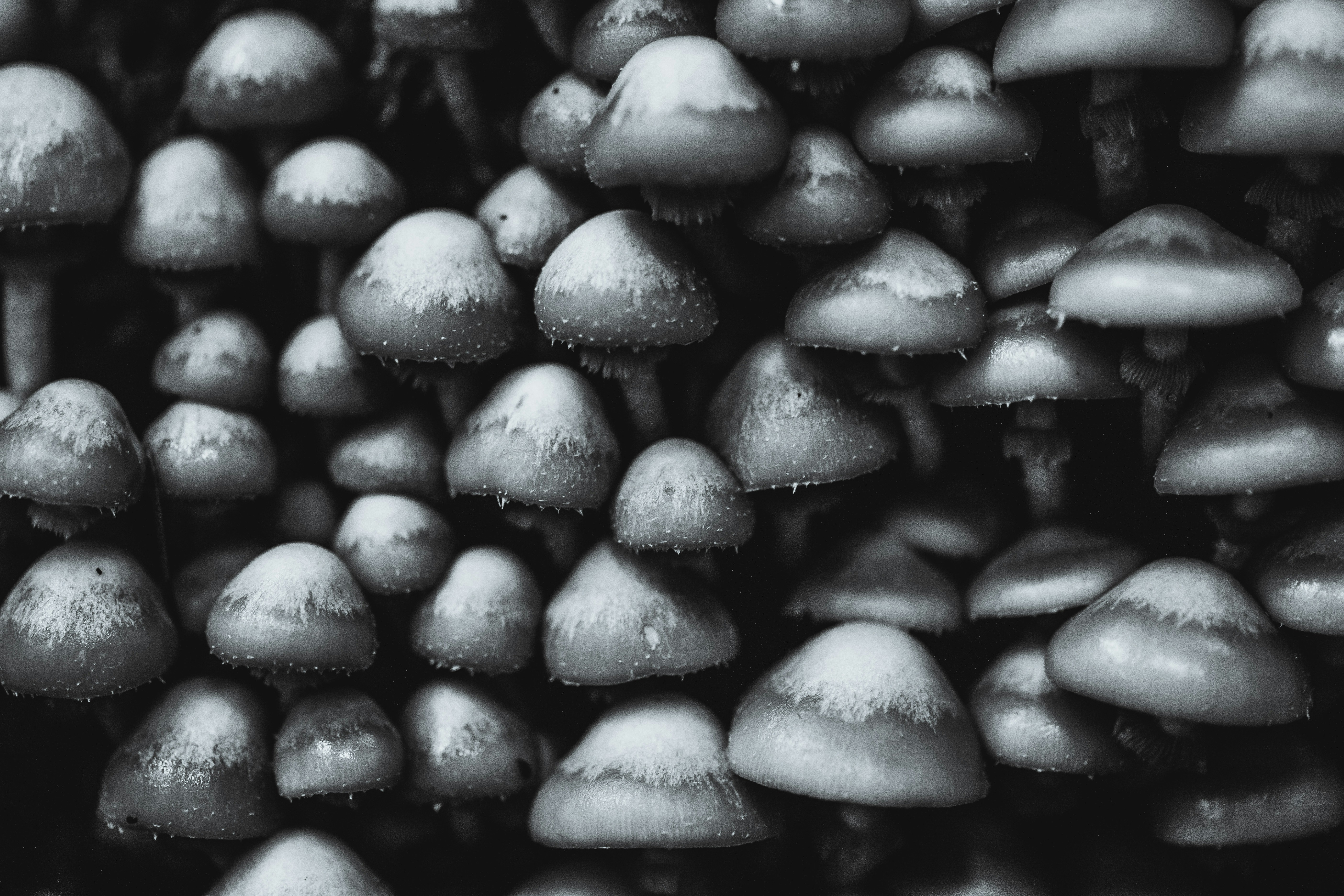 A dense cluster of mushrooms emerging from the earth, showcasing their unique shapes and textures in monochrome tones.