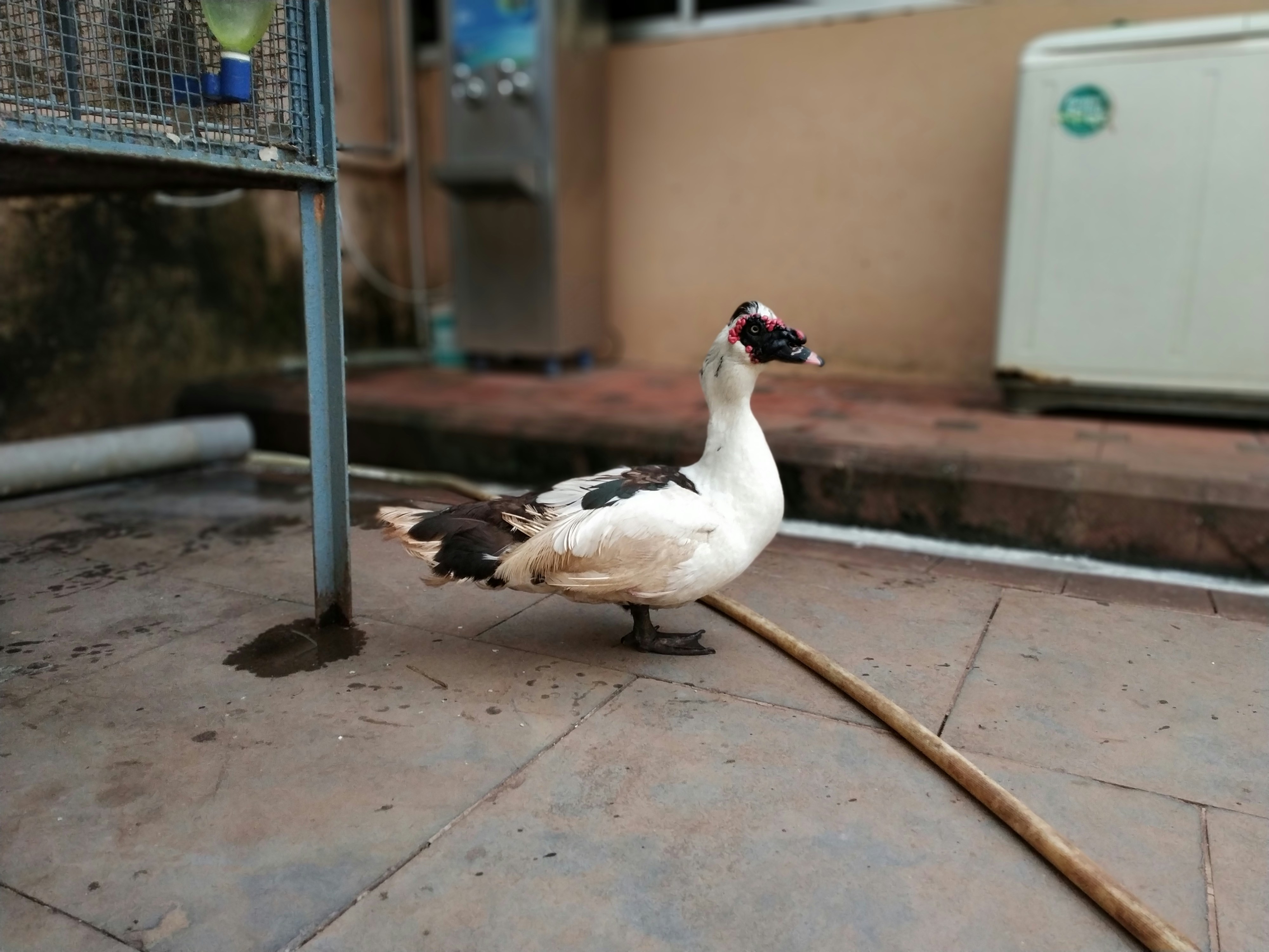 A Muscovy duck stands on a tiled surface in an urban setting, showcasing its unique coloration and features. The background includes a metal structure and an air conditioning unit.