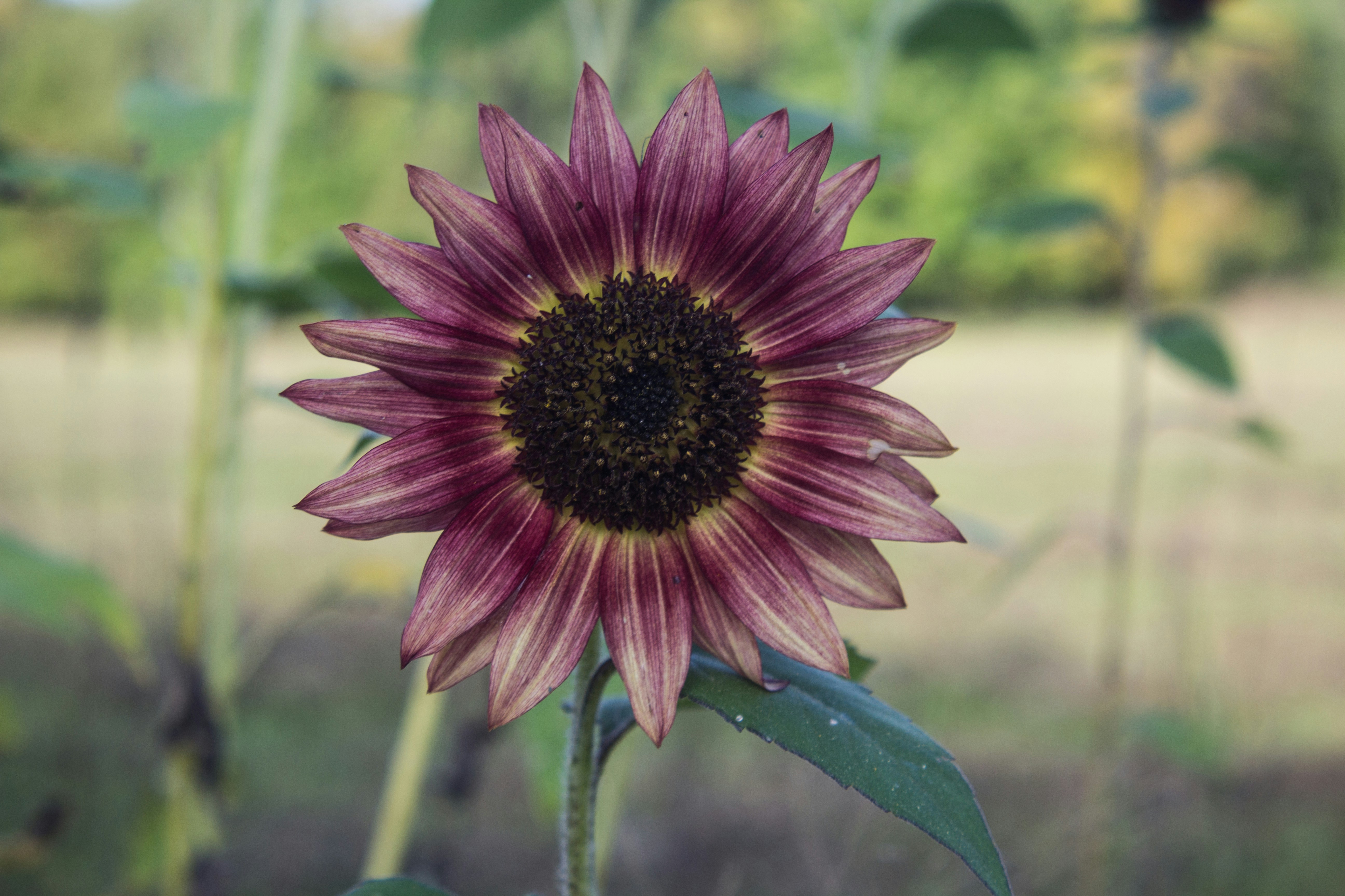 Center Bloom: A Sunflower-like Flower Reaches Toward a Soft Horizon