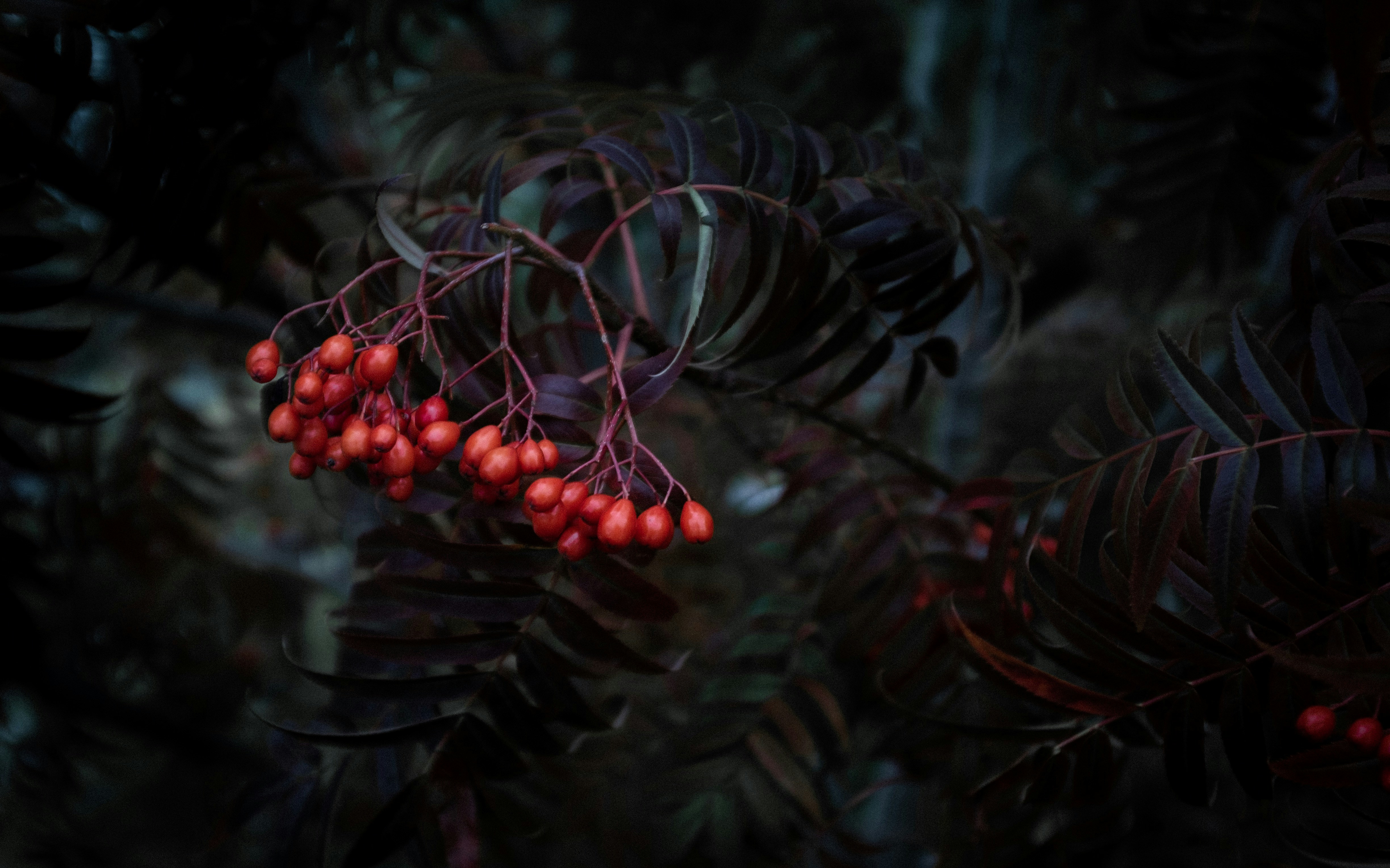 Crimson Cluster in Velvet Night
