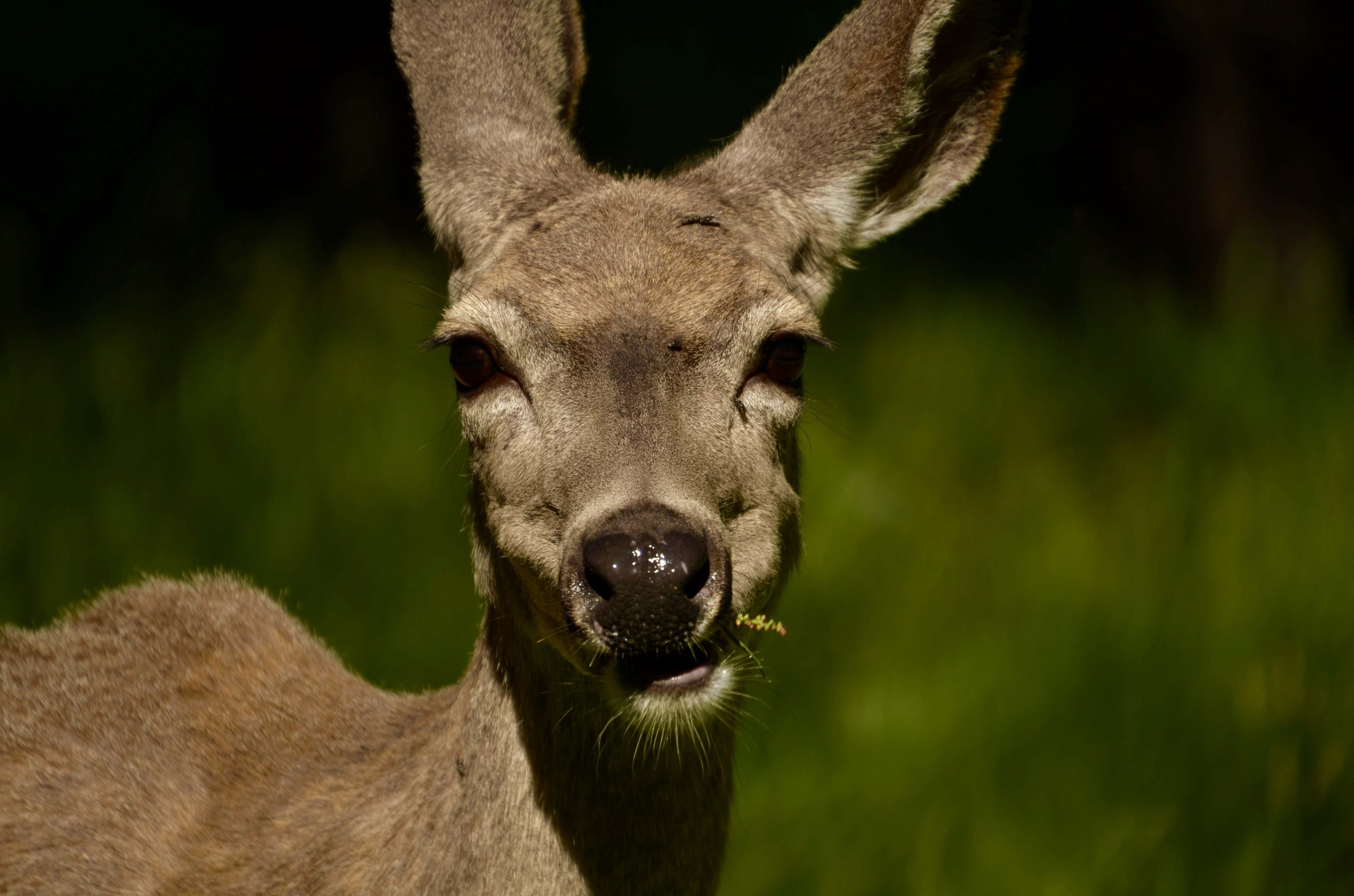 Direct Gaze in a Sunlit Meadow: A Close-Up Deer Portrait