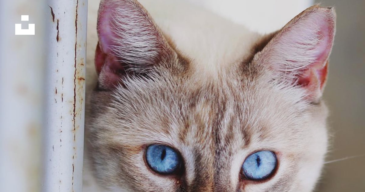 흰색과 갈색 푸른 눈의 고양이 화이트 메탈 프레임 사진 Unsplash의 무료 고양이 이미지