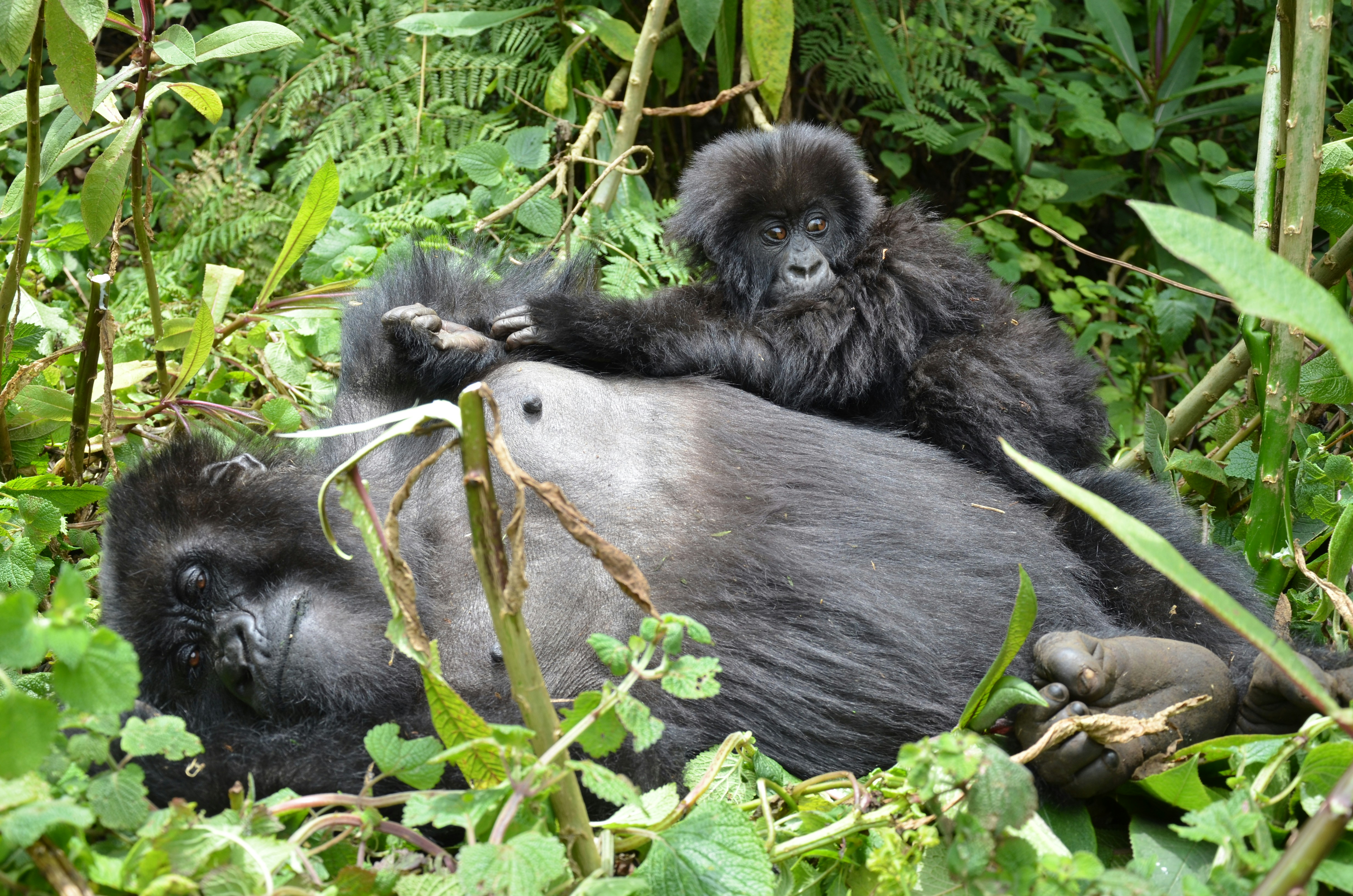 Two black primates on grass photo – Free Grey Image on Unsplash