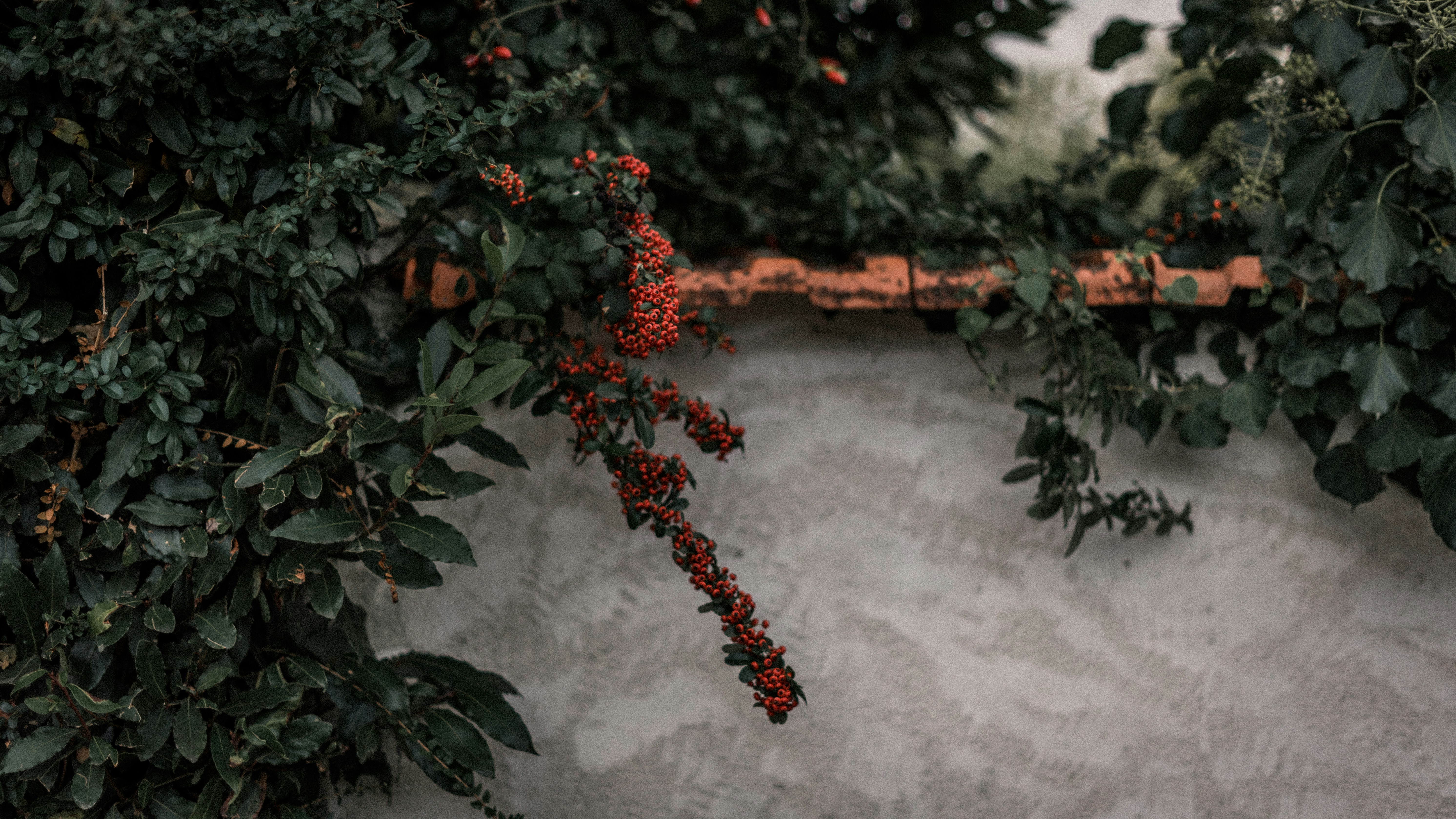 Crimson Beads Against Concrete: A Rustic Autumn Moment