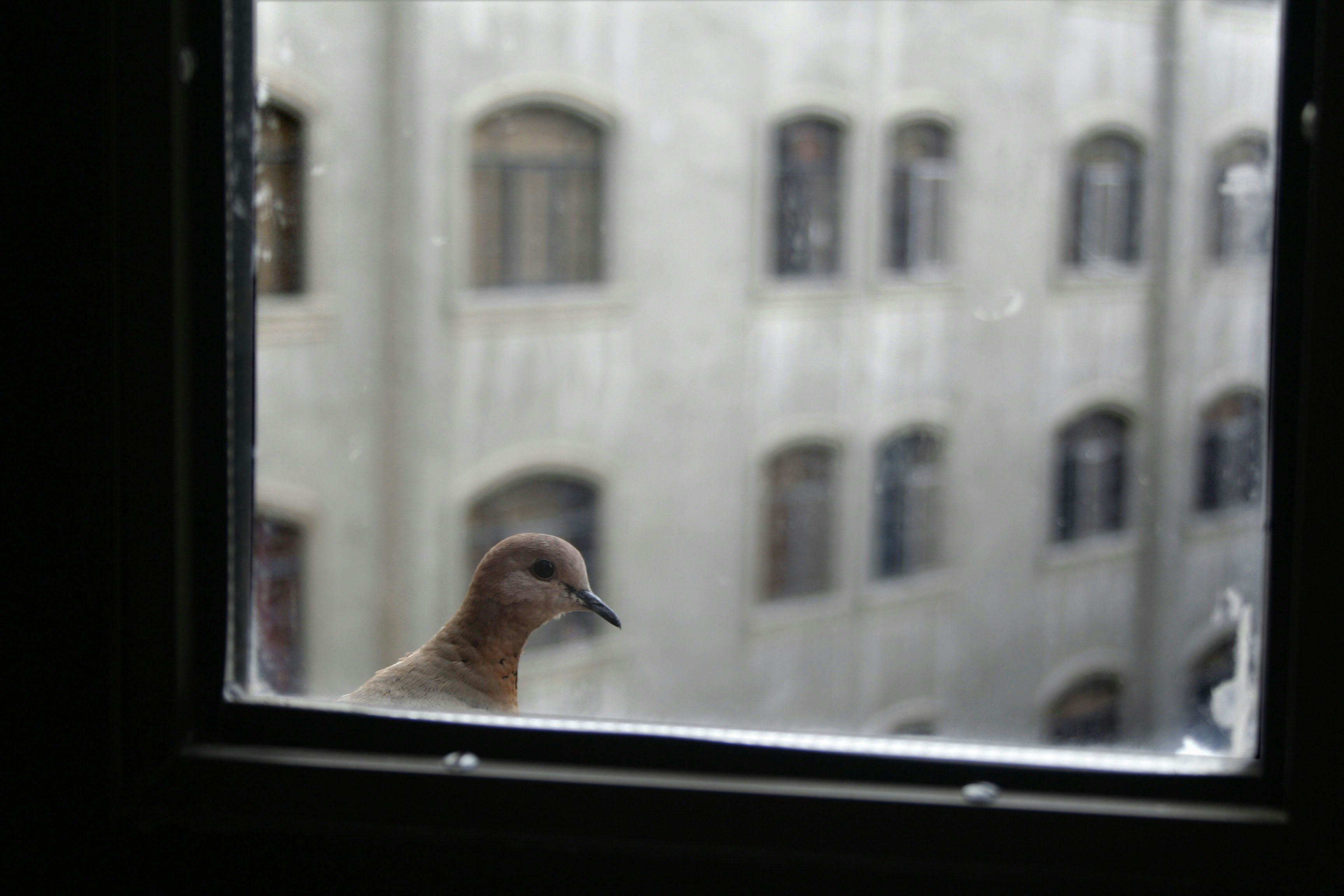 A pigeon perched on a windowsill, gazing out at a blurred cityscape beyond. The contrast between the bird and the architectural backdrop highlights urban life.
