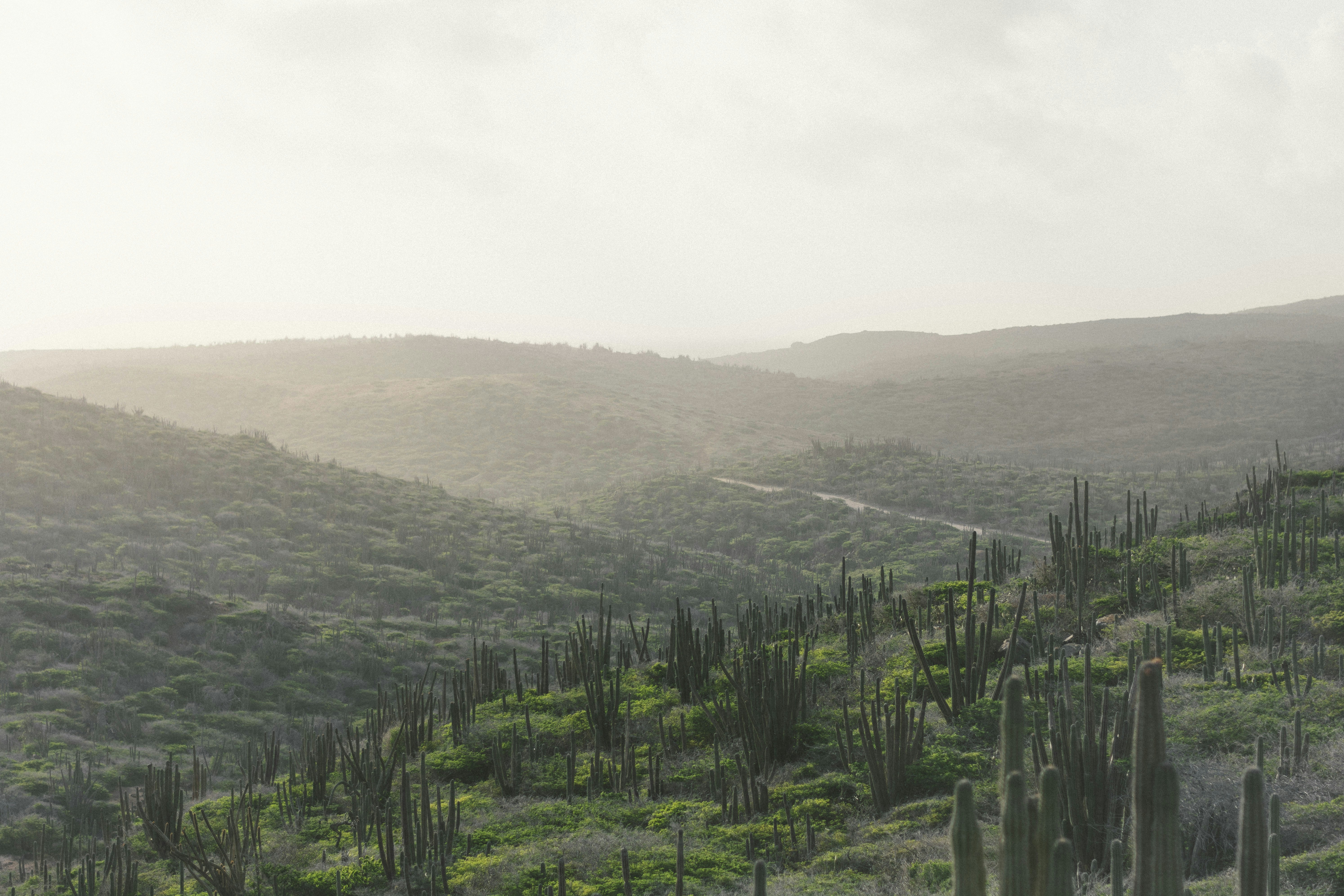 Dawn Over a Cactus-Choked Horizon