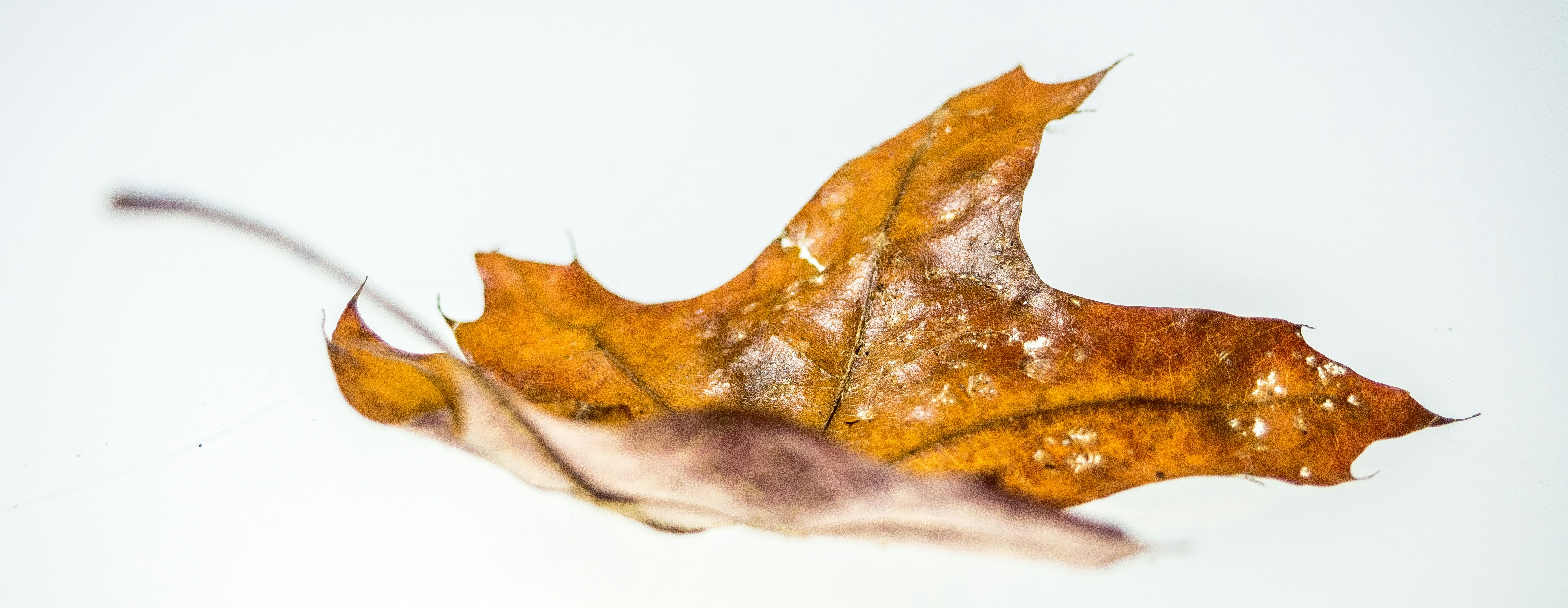 In autumn the leaves fall of the trees. There are wonders of color and shape. Perfect for a photograph.