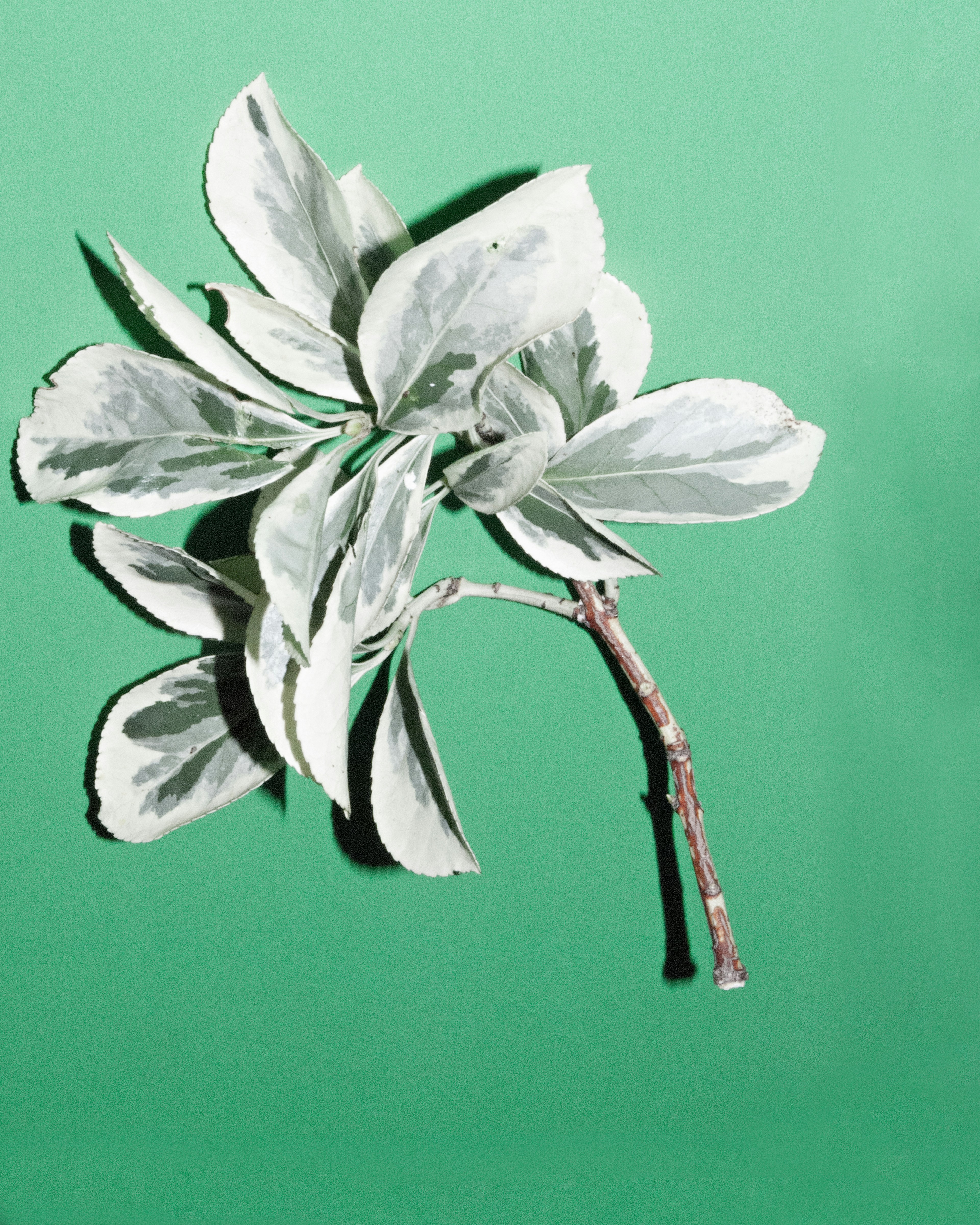 Variegated Sprig on a Lime Canvas: A Minimalist Plant Study