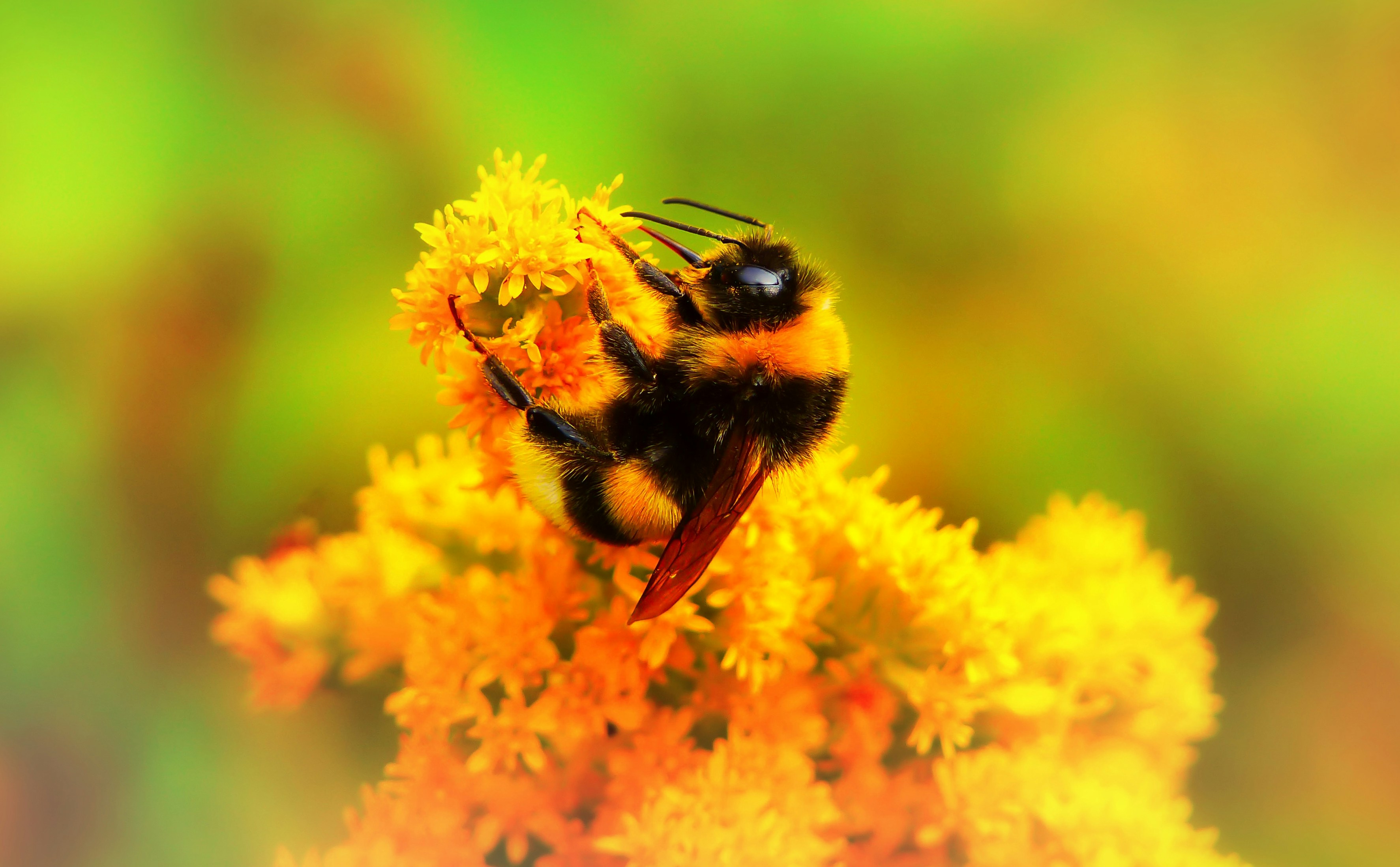 Bee pollinating plant during daytime photo – Free Animal Image on Unsplash