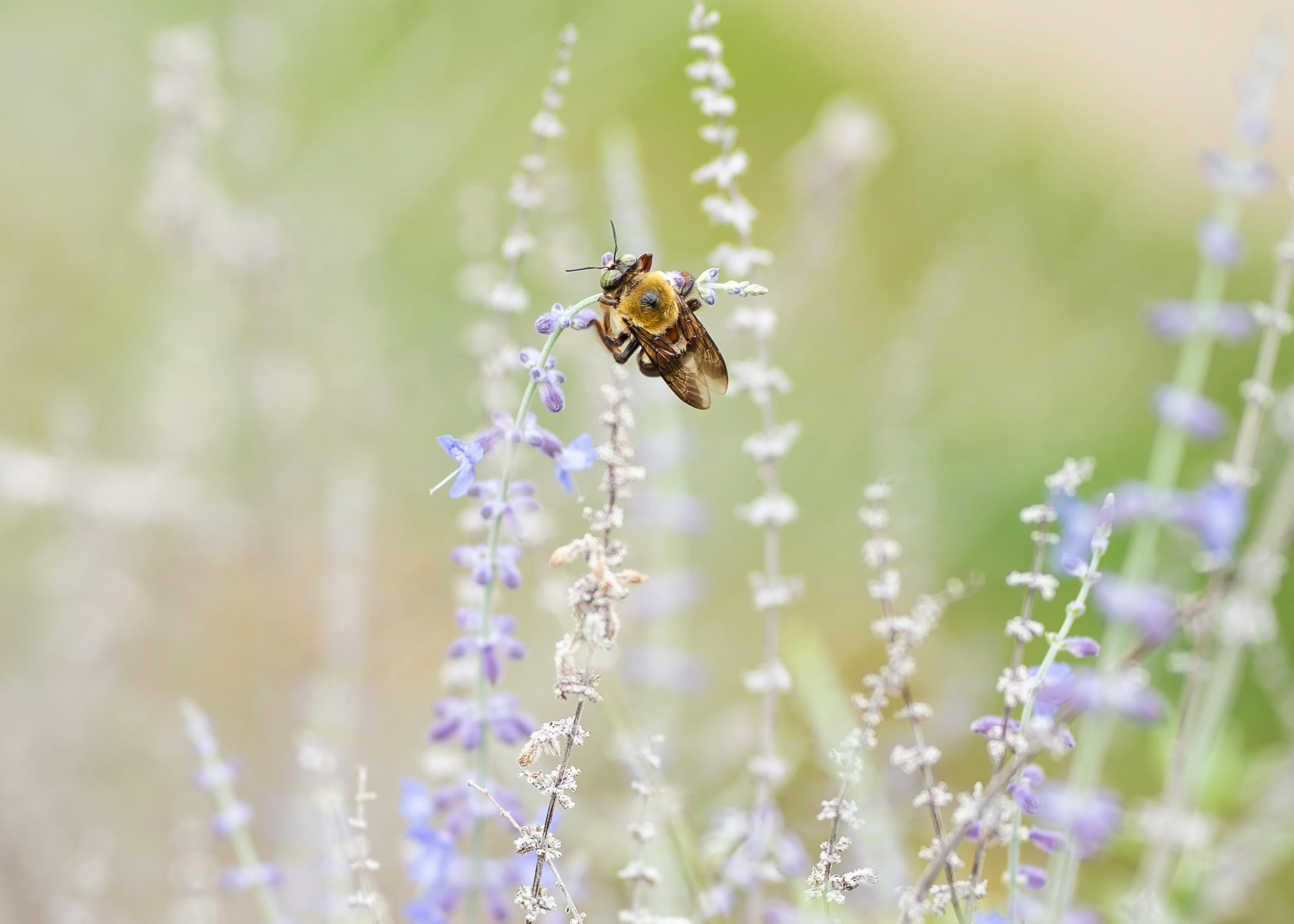 Brown winged insect on plant during daytime photo – Free Invertebrate ...