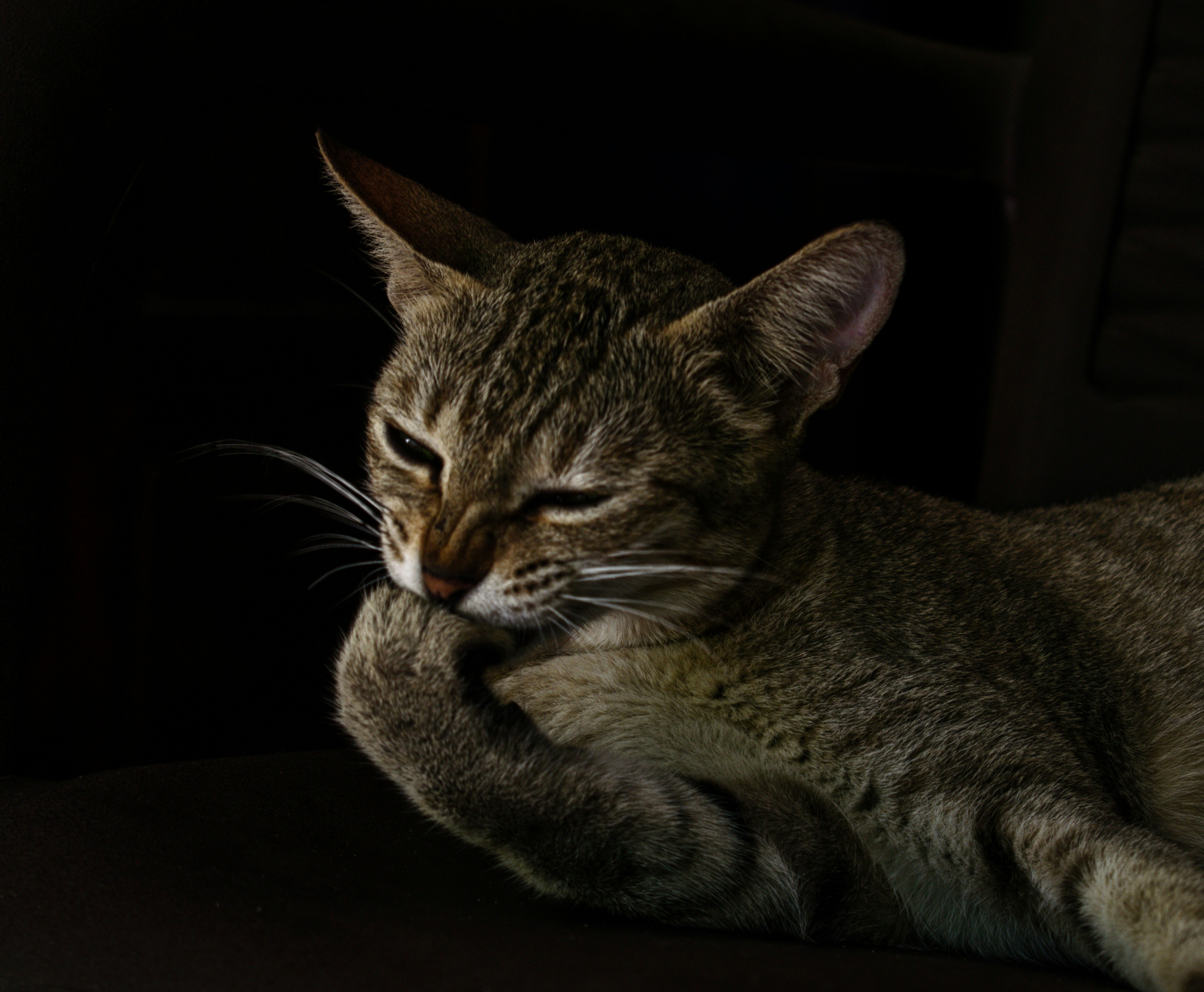 Cat grooming its paw in dim lighting, showcasing serene contemplation.