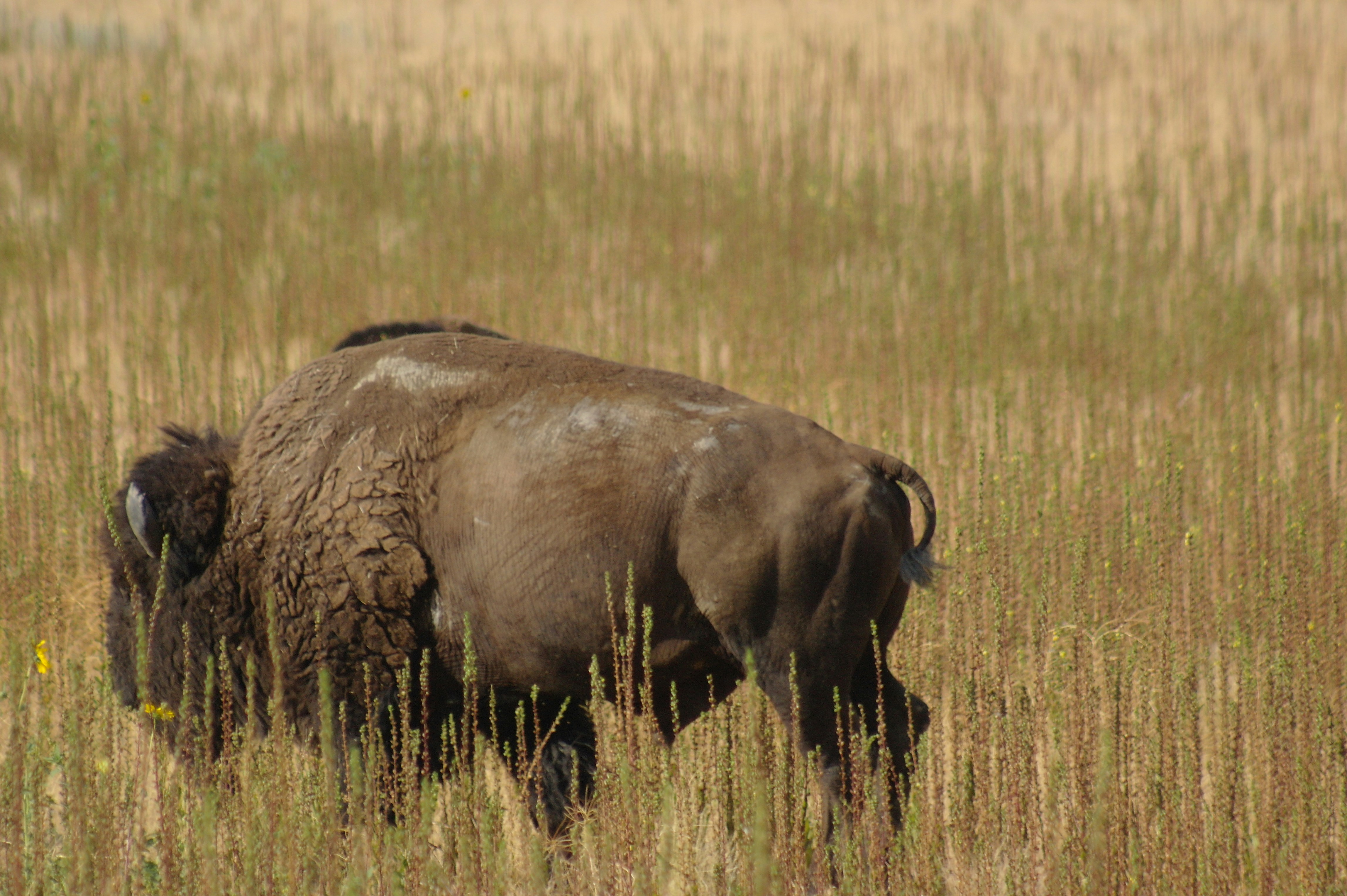 Sample photo from Samsung NX100