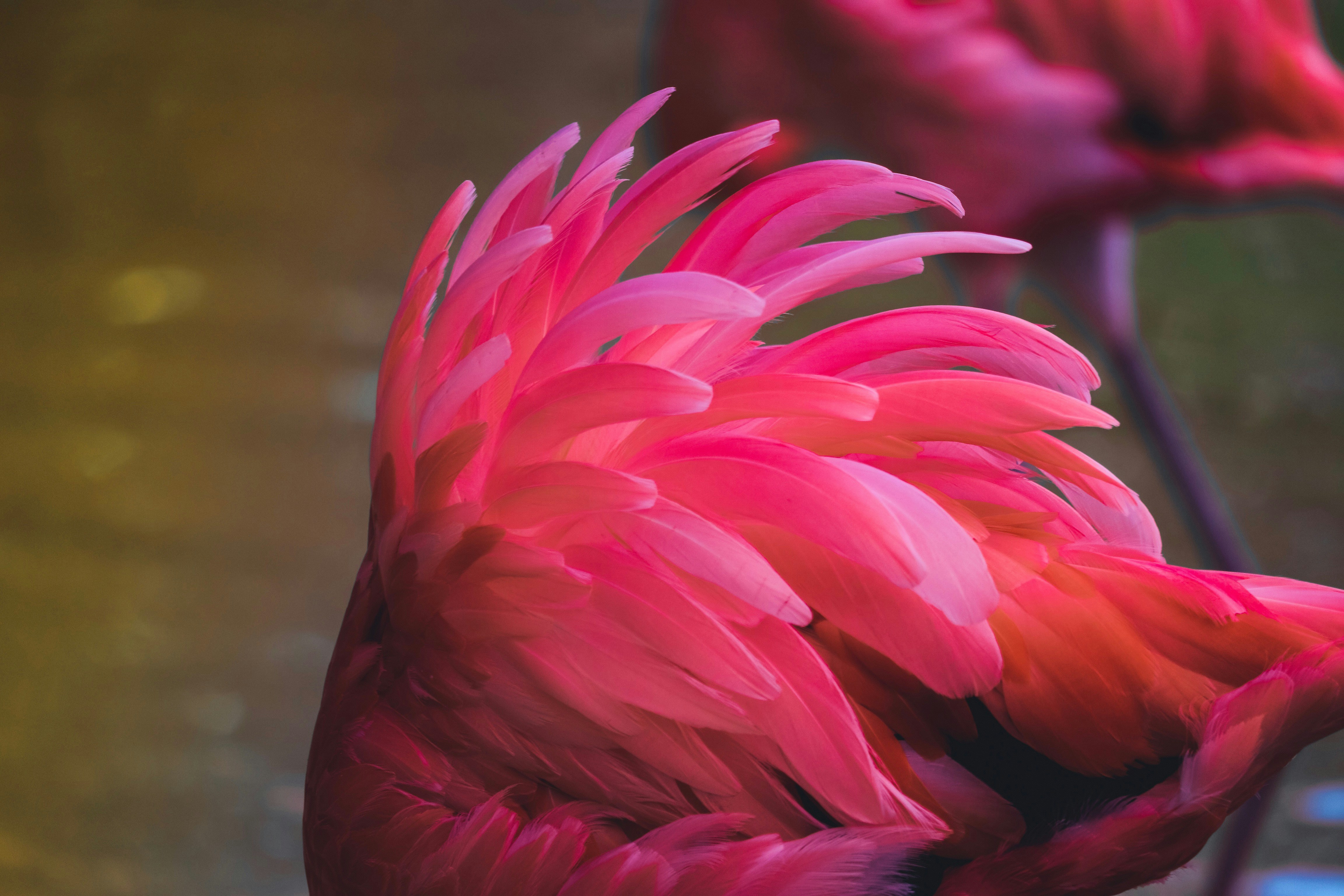 Vibrant pink feathers of a flamingo gracefully arranged, showcasing the beauty of avian plumage. The soft background complements the vivid colors.