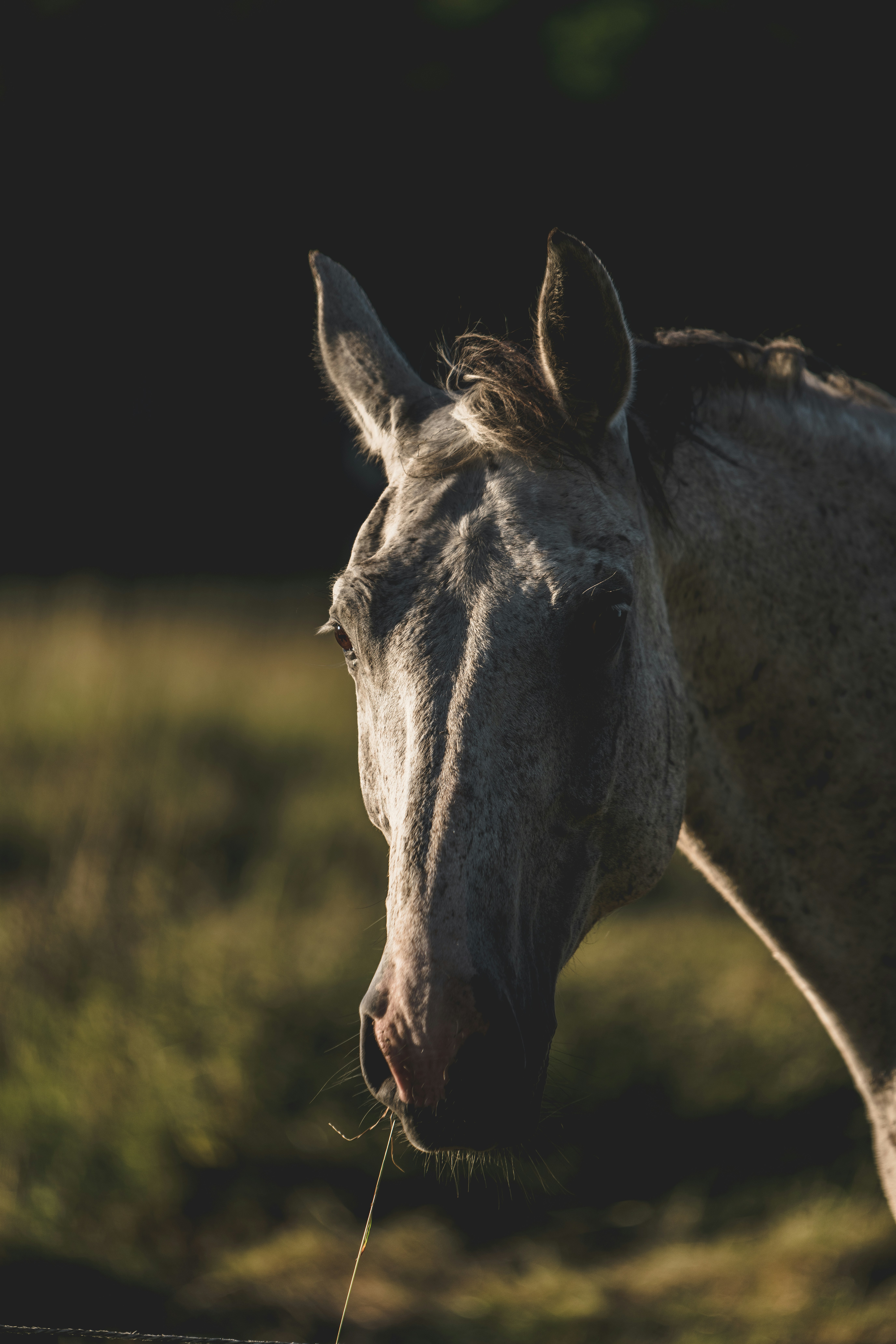 Quiet Gaze in Evening Light
