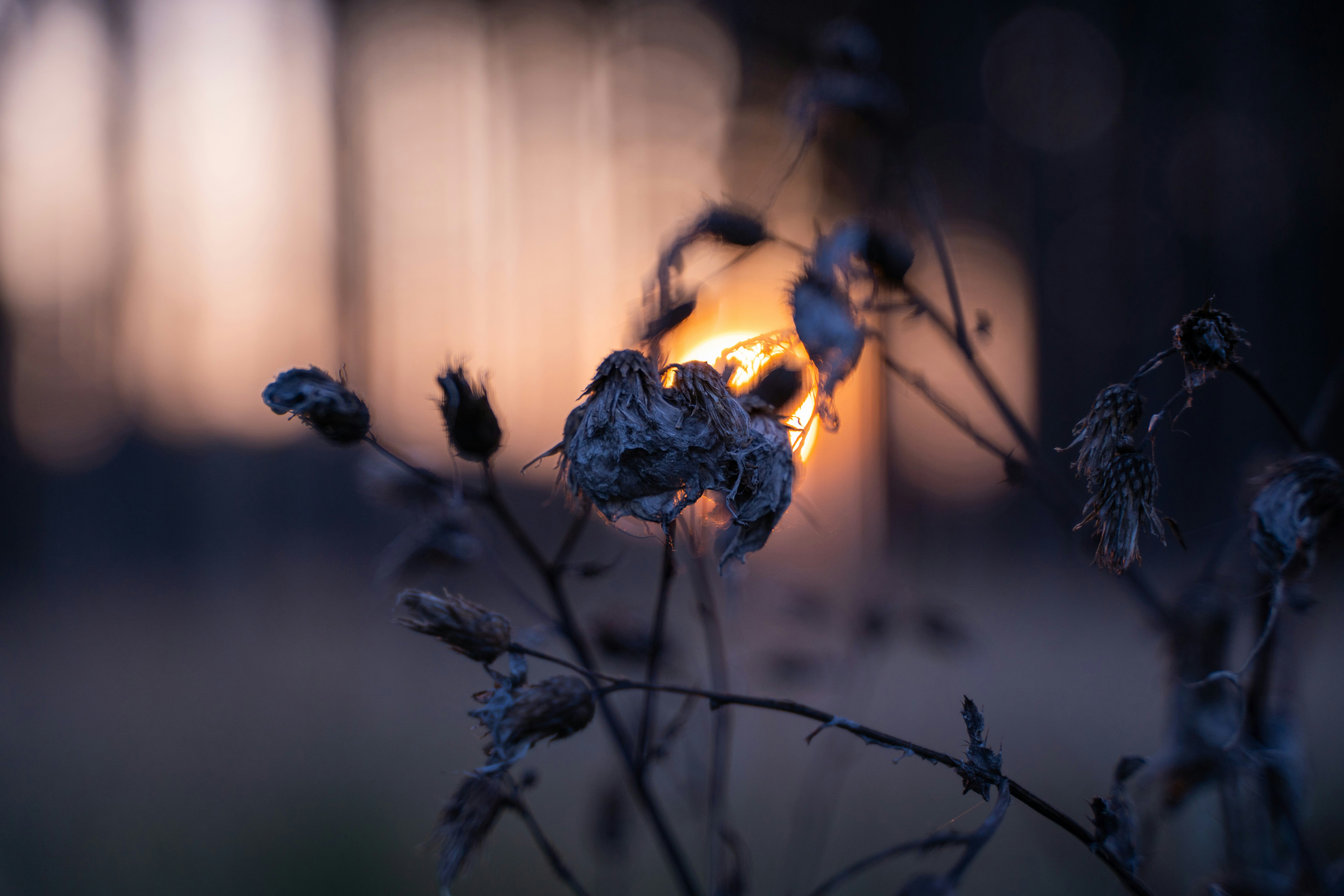 I just got my new camera and went out to get some first shots and try out my new gear. It is that time of the year where there always is an awesome sunset. Earlier today it was quite foggy, but just before the sunset the fog was nearly gone and I saw this flower, looking a bit like a spider cocoon. I took pictures of it from various angles but the one with the sun partly covered by the flower and the smoothly blurred forest in the background was the most fascinating one.