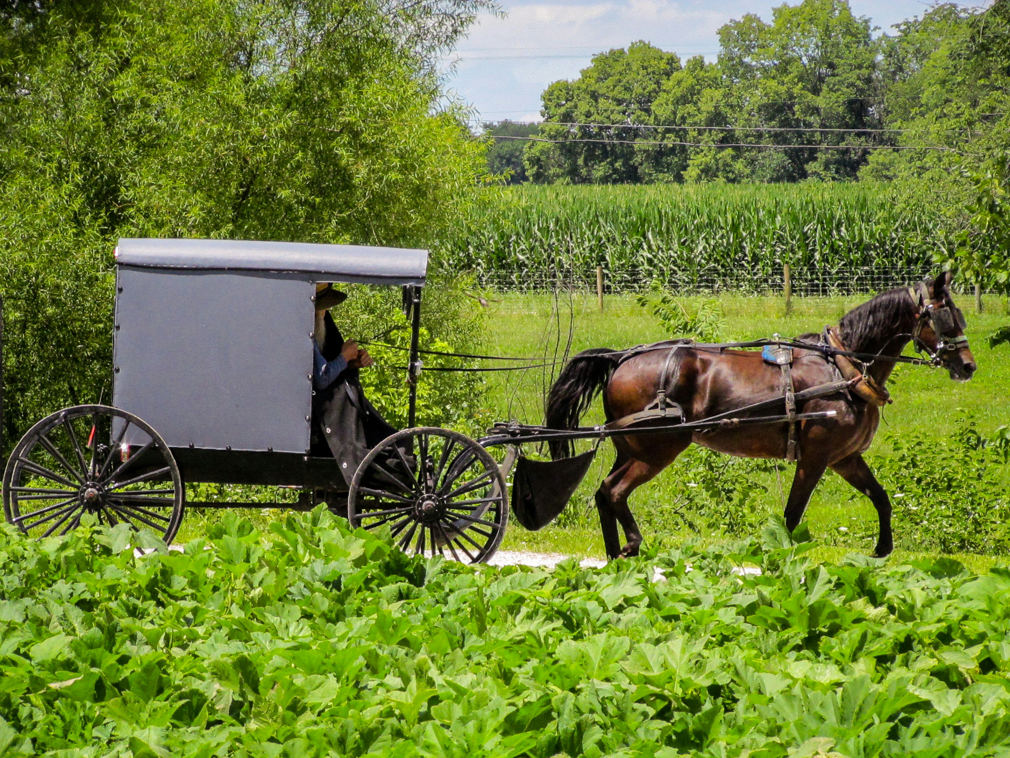 Horse and buggy traversing a verdant landscape with cornfields and trees in the background.