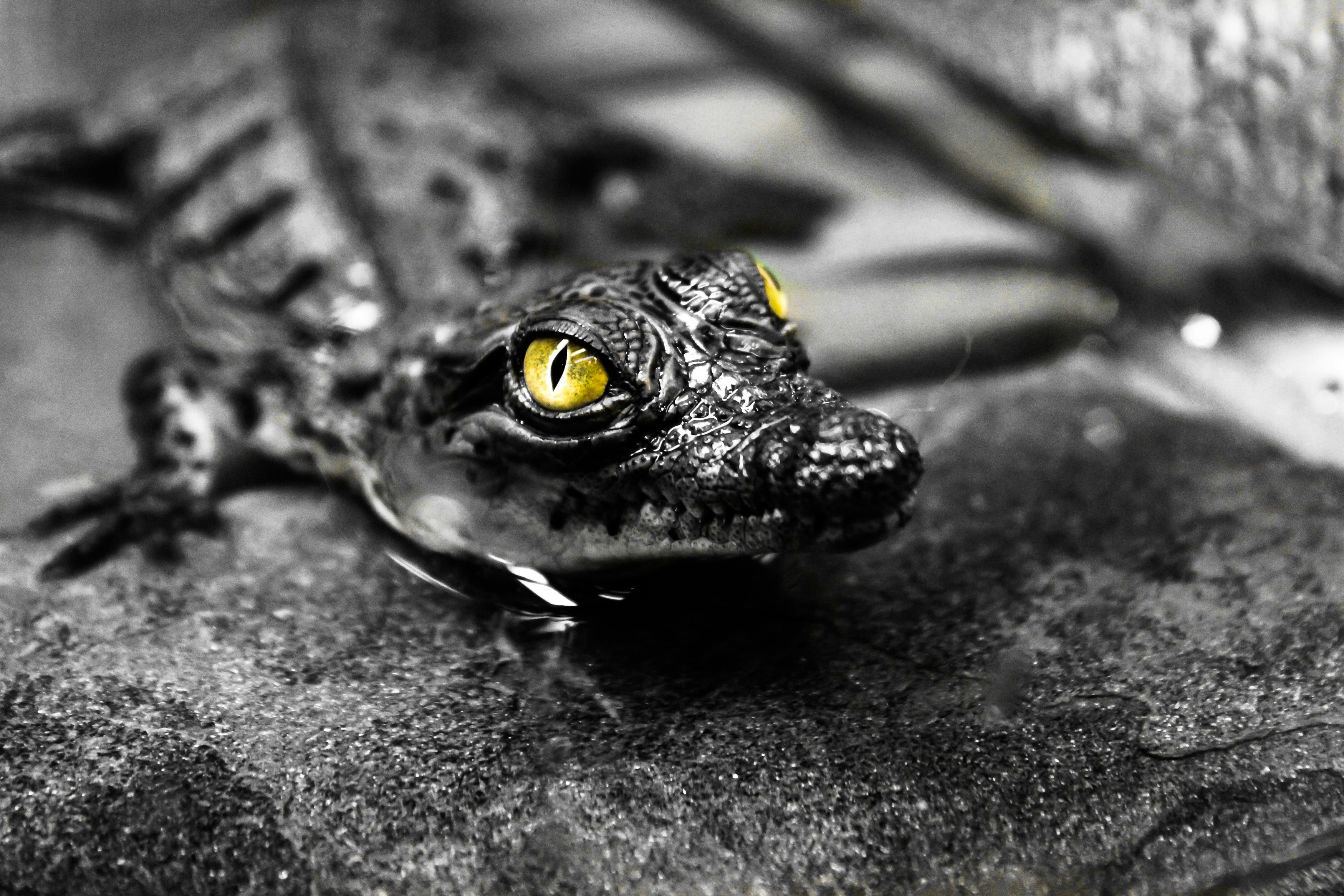 Yellow-eyed Predator on a Wet Ledger of Stones