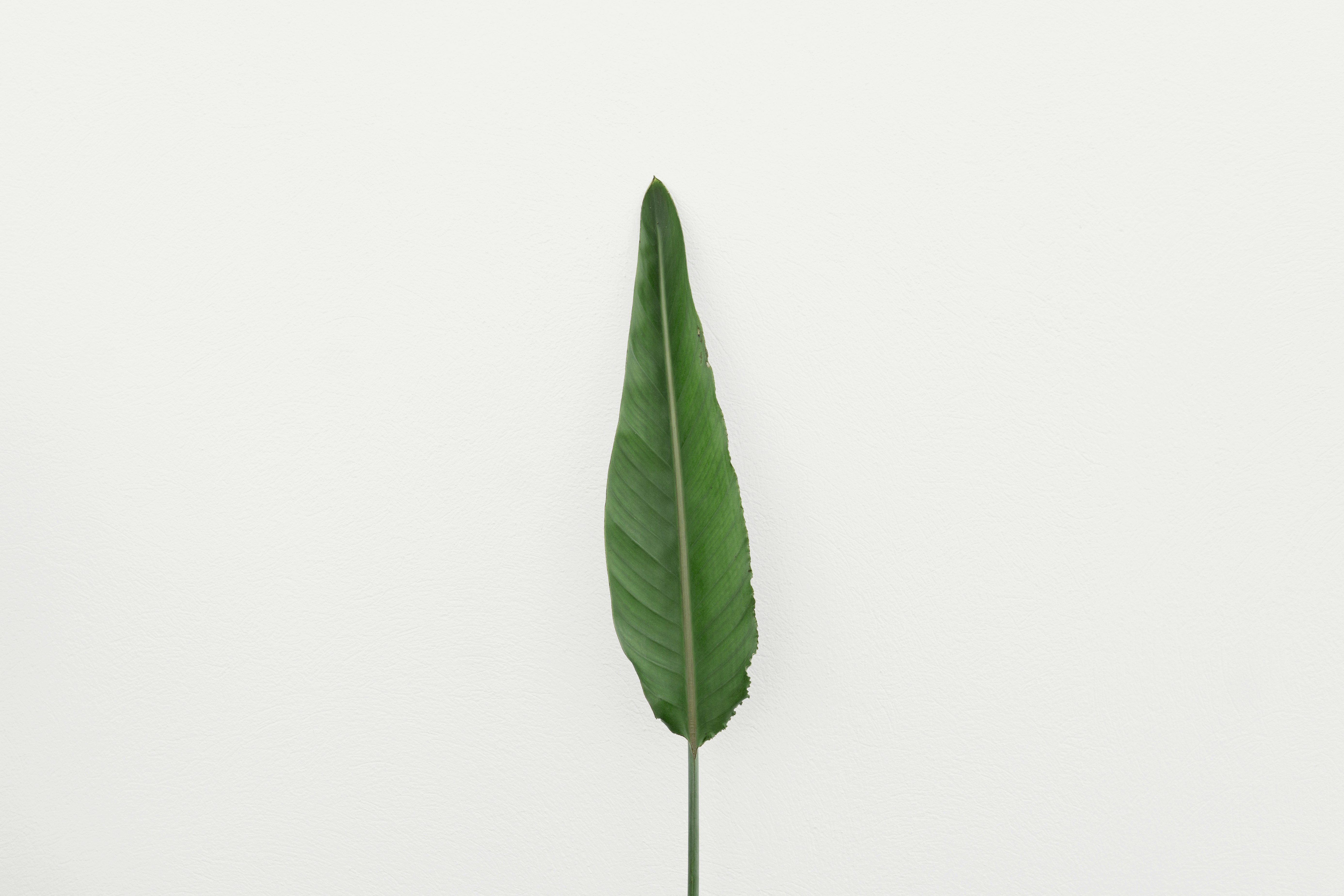 Green linear leaf photo – Free Green Image on Unsplash