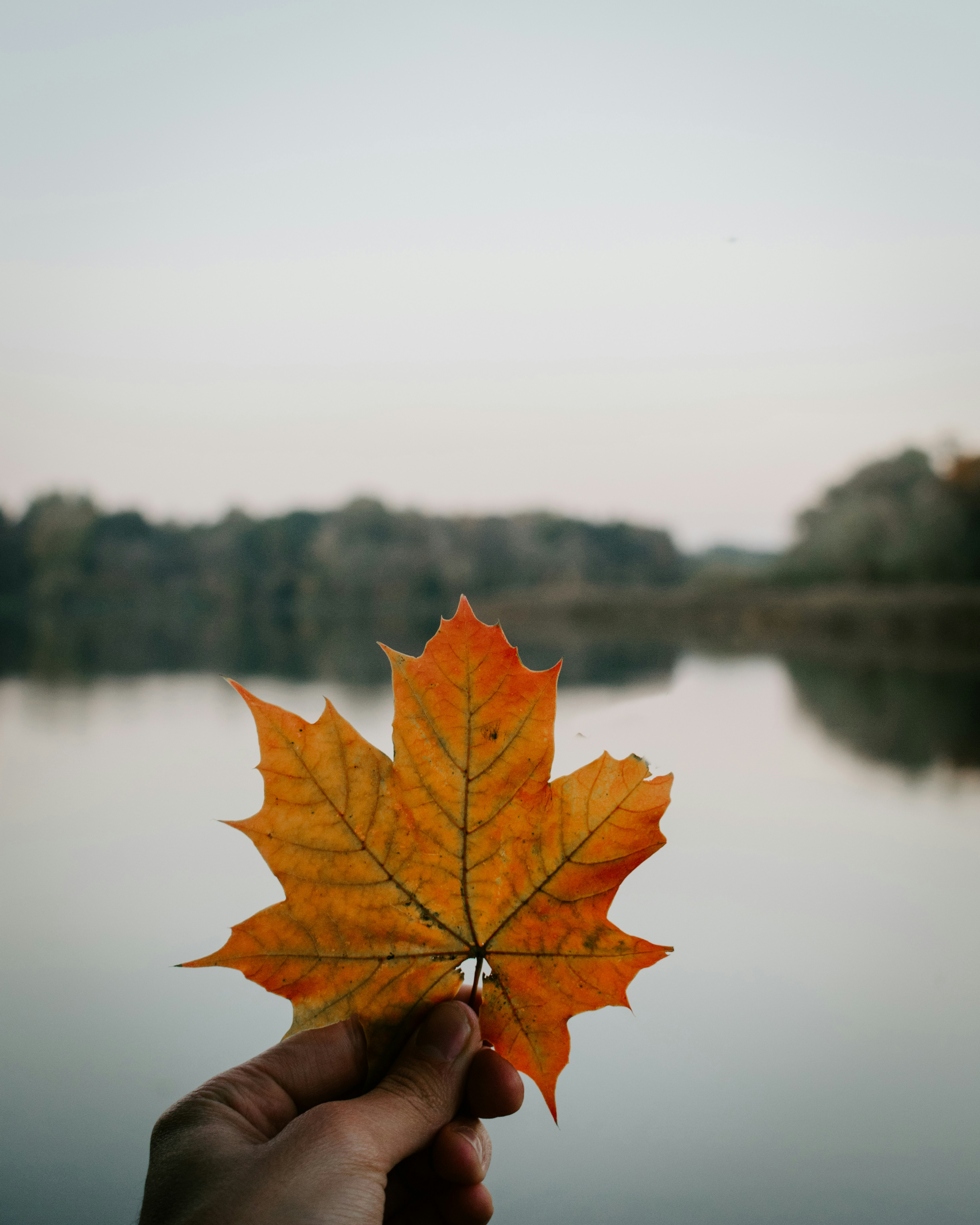 Person holding autumn leef photo – Free Brown Image on Unsplash